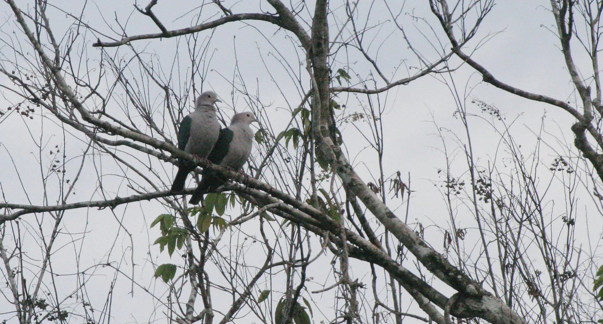 Genus Ducula Imperial Pigeons — Coke Smith Wildlife