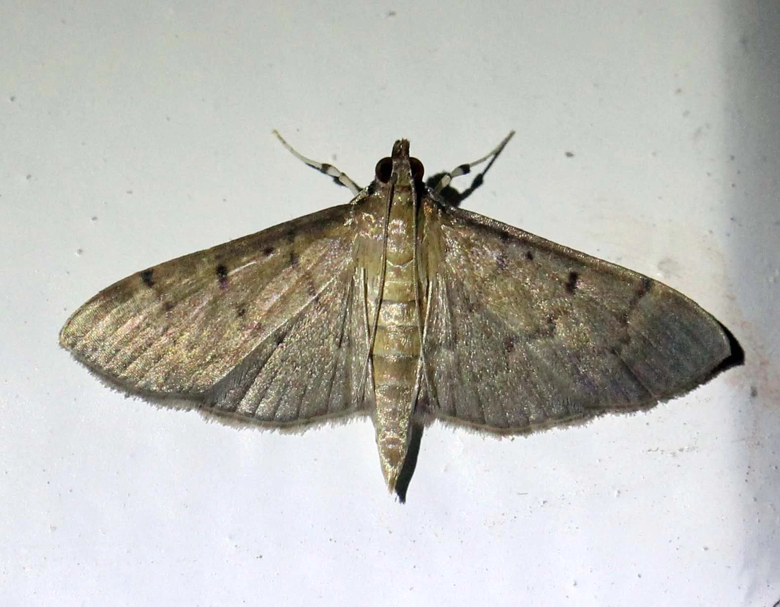 Family Geometridae - Geometer Moths — Coke Smith Wildlife