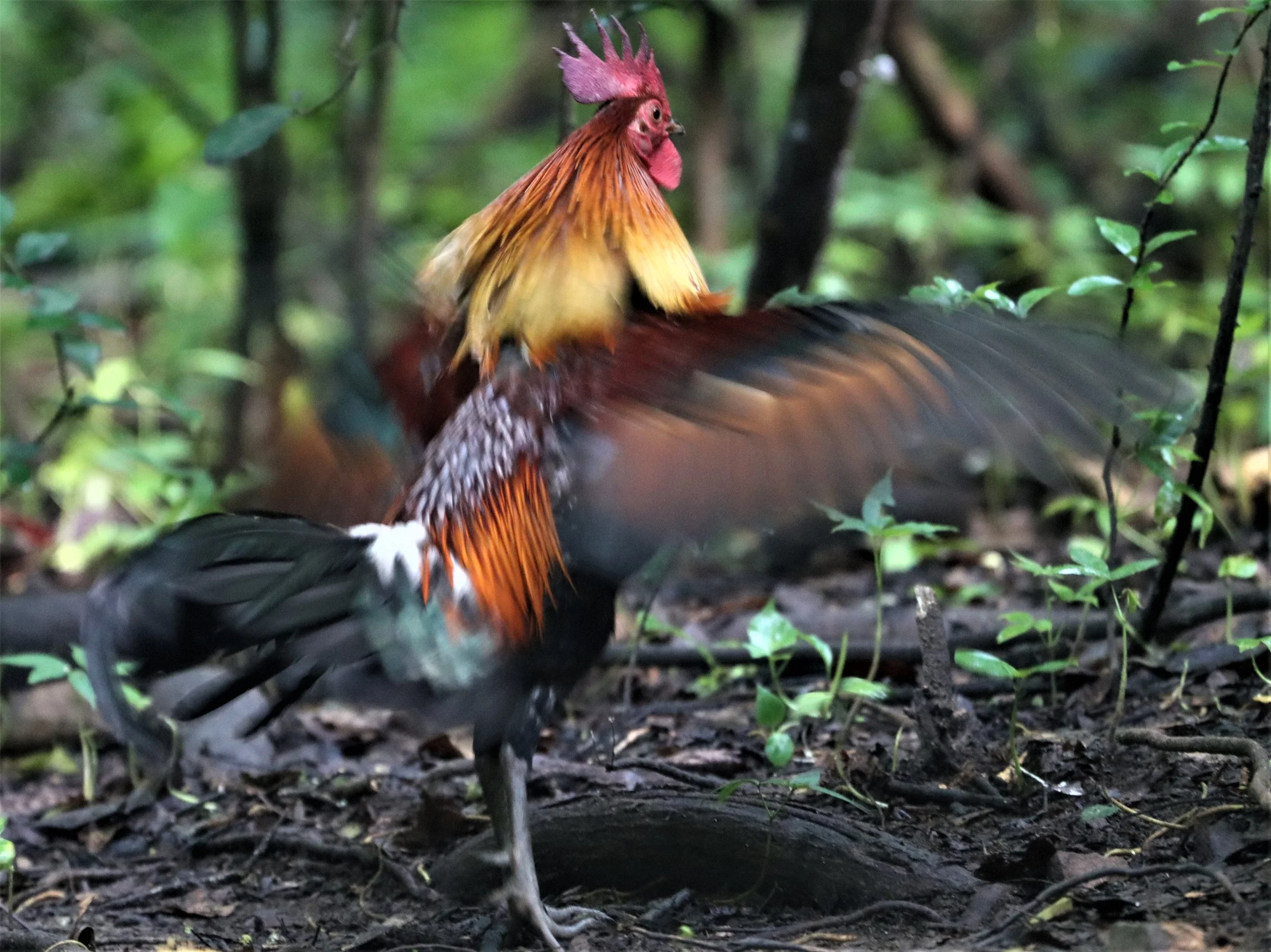 Genus Gallus, Jungle Fowl — Coke Smith Wildlife