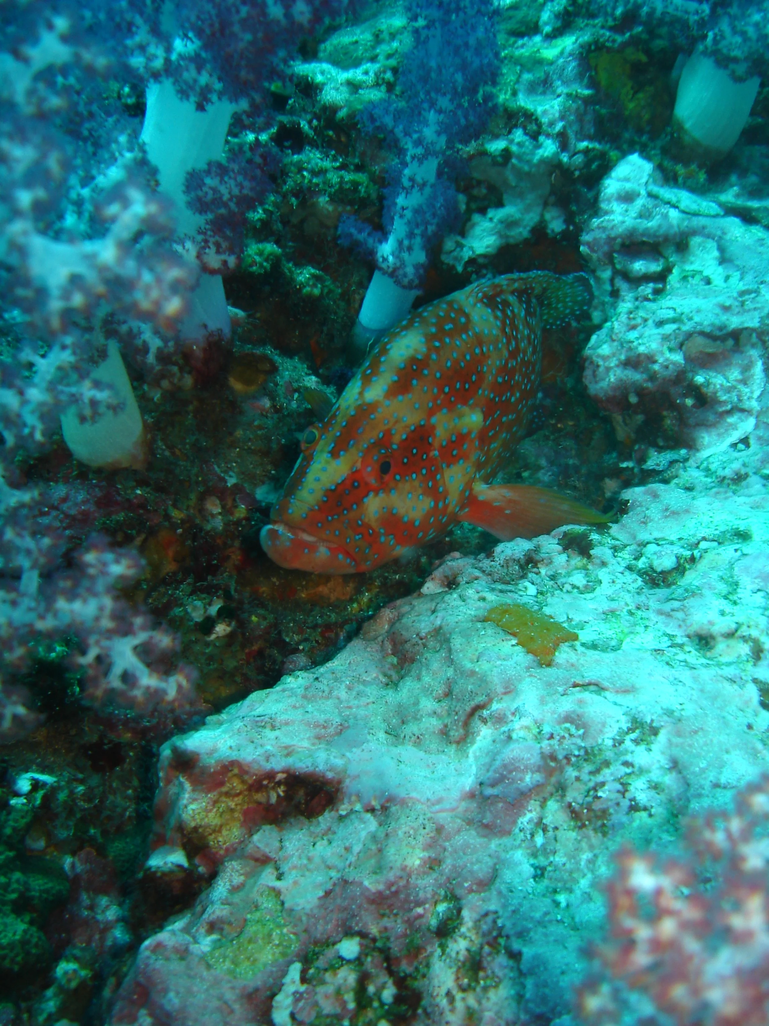 Family Serranidae - Groupers — Coke Smith Wildlife