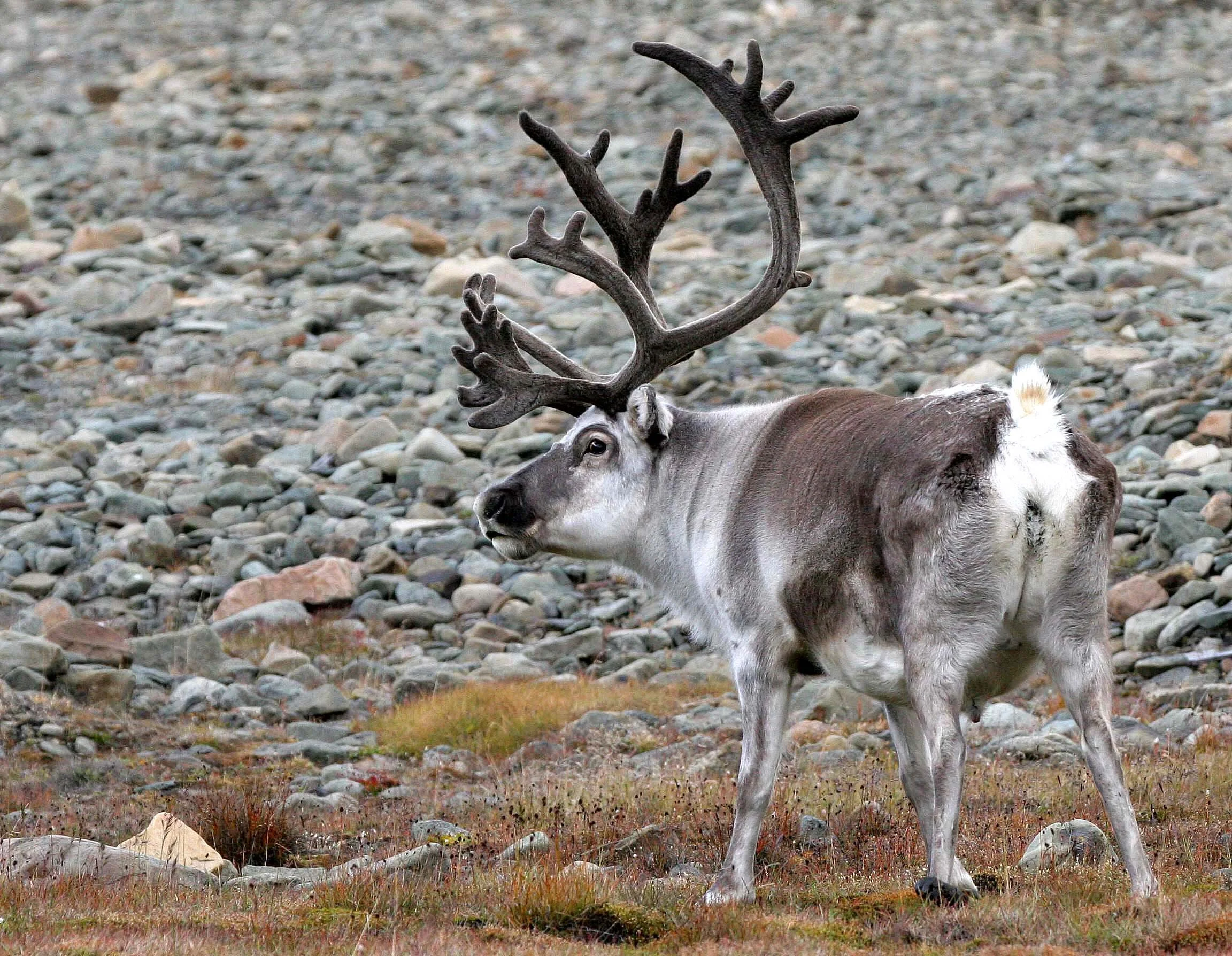 Genus Rangifer the Reindeer — Coke Smith Wildlife