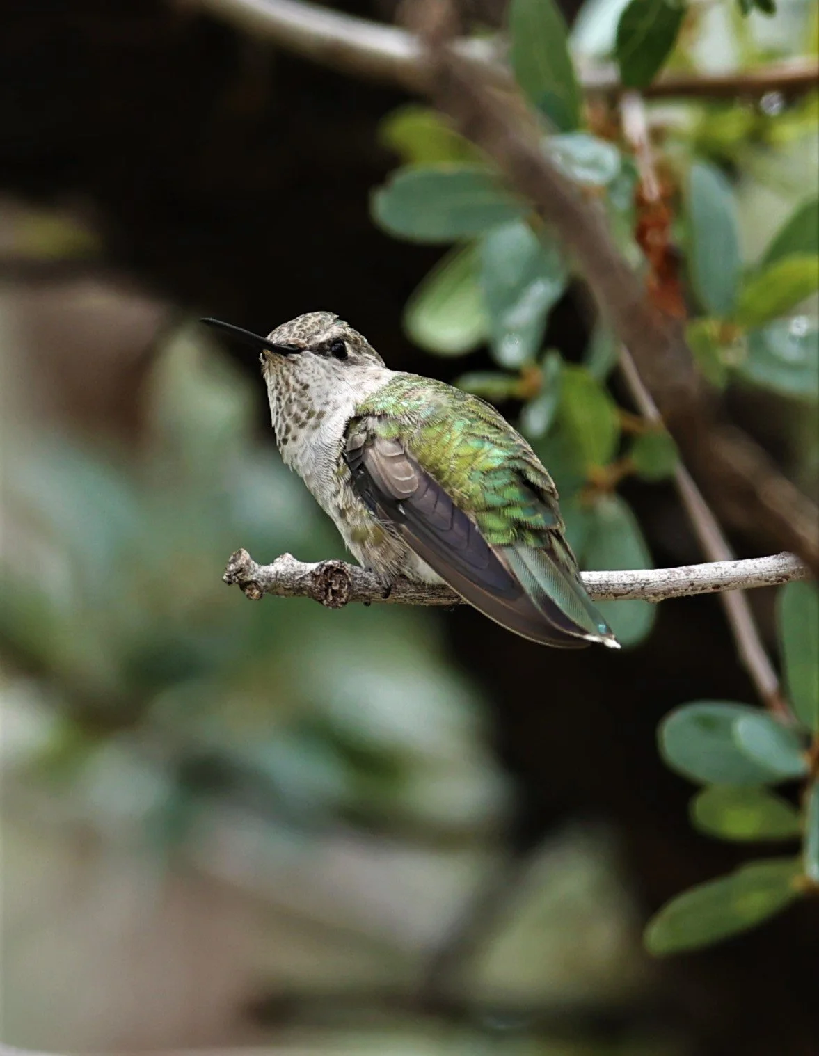 Genus Selasphorus Broad-tailed & Rufous Hummingbird — Coke Smith Wildlife