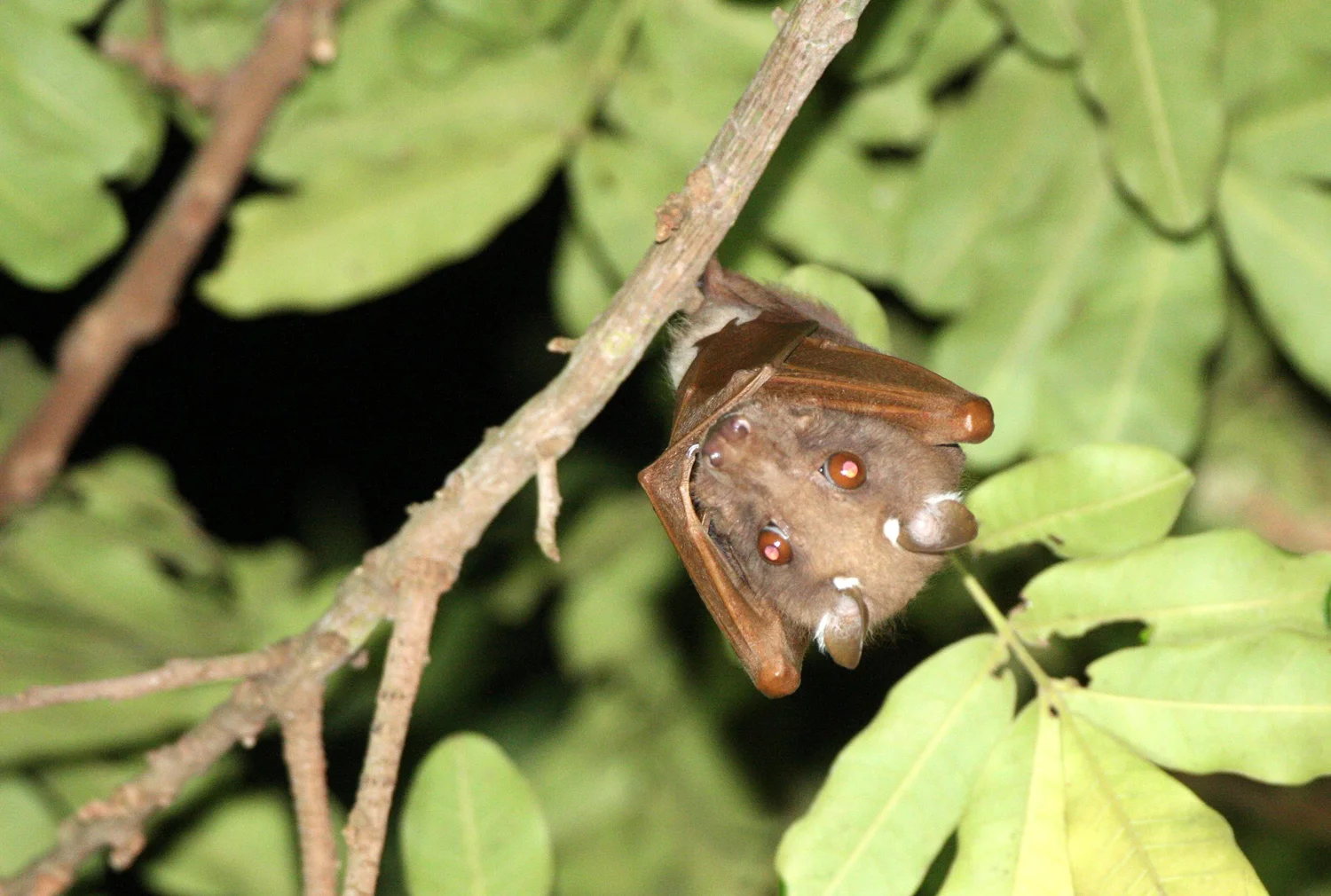 Genus Epomophorus - EPAULETTED FRUIT BAT — Coke Smith Wildlife