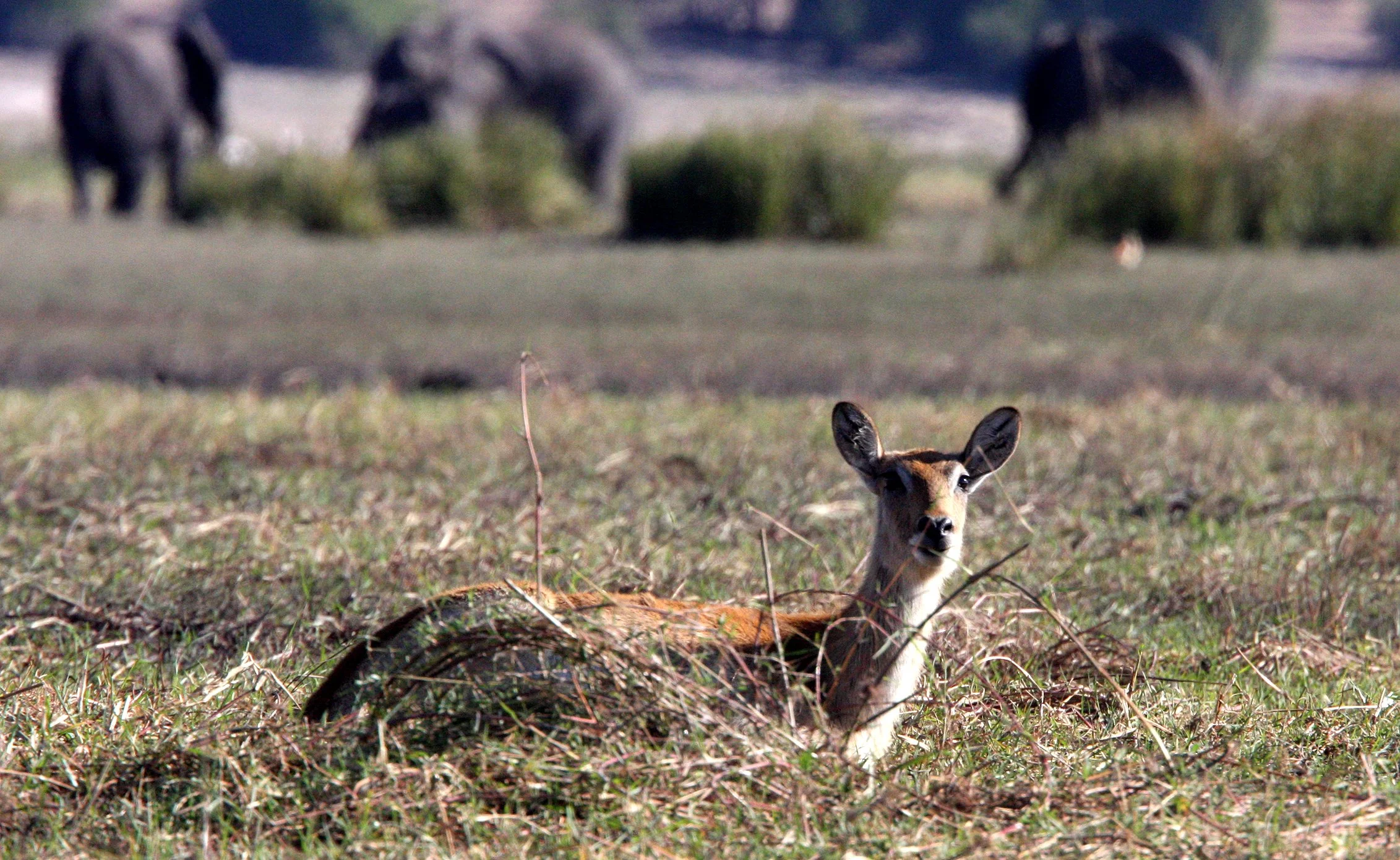 Genus Kobus the Kobs — Coke Smith Wildlife