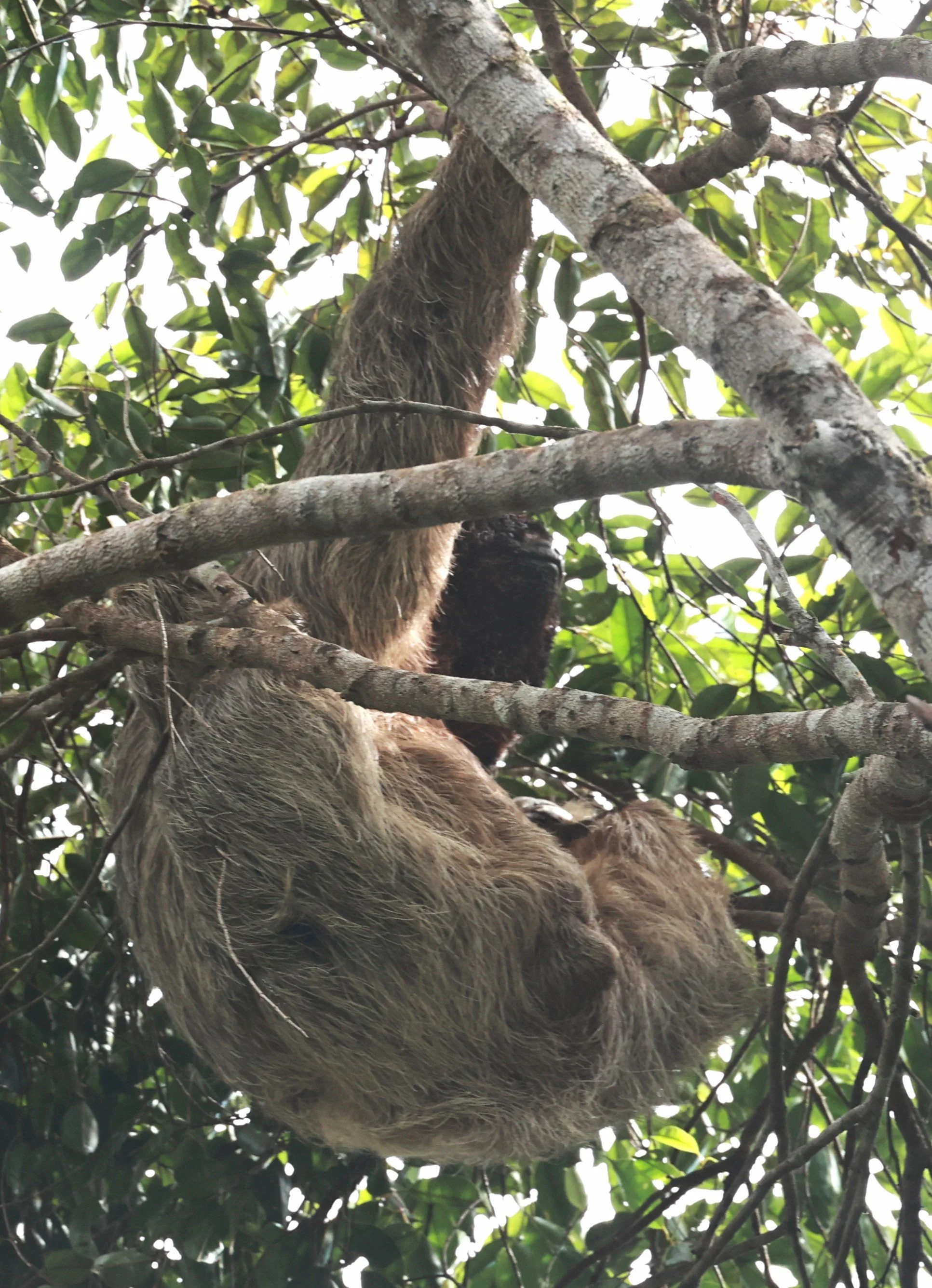 Northern & Southern Maned Sloths — Coke Smith Wildlife