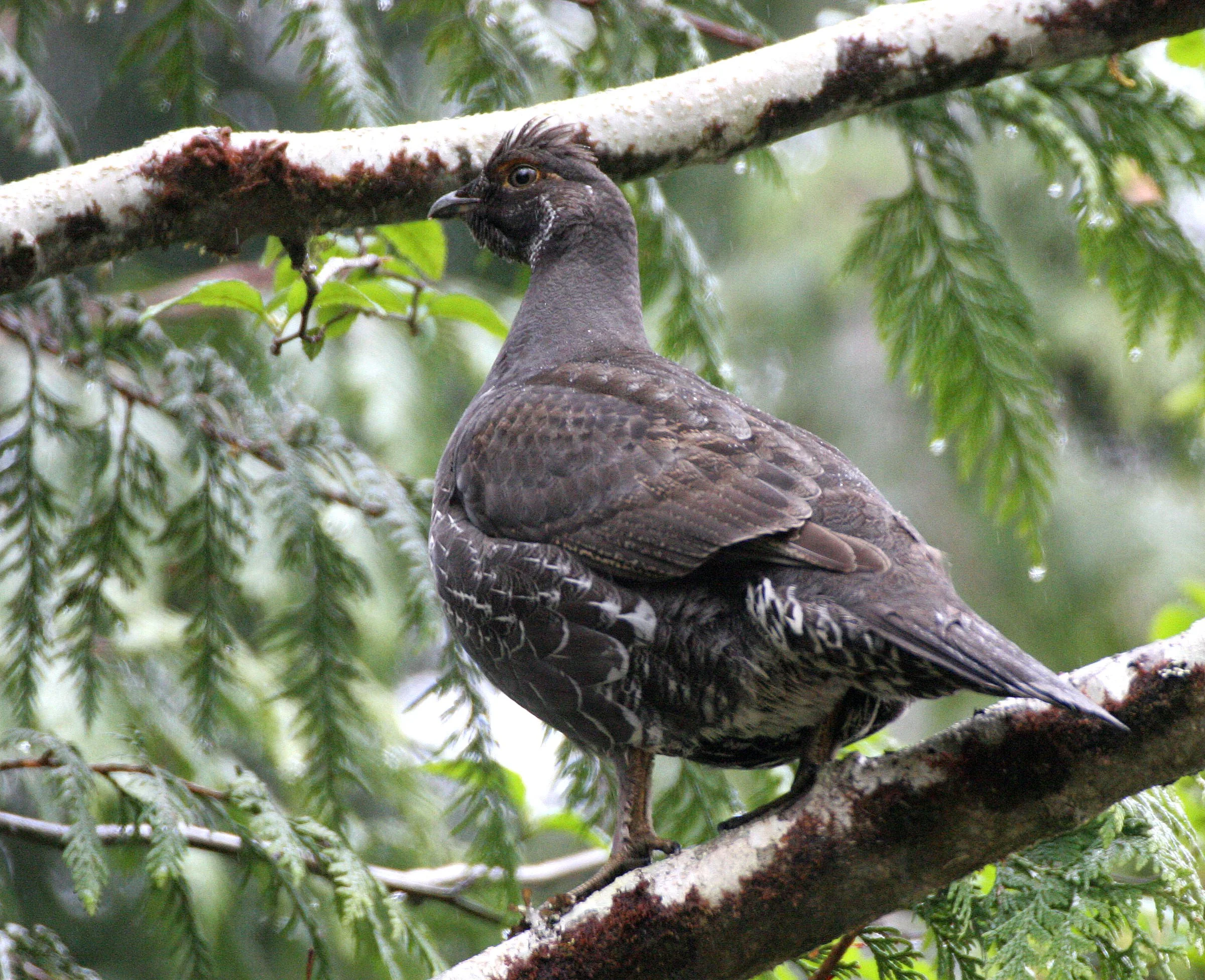 Genus Bonasa Grouse — Coke Smith Wildlife
