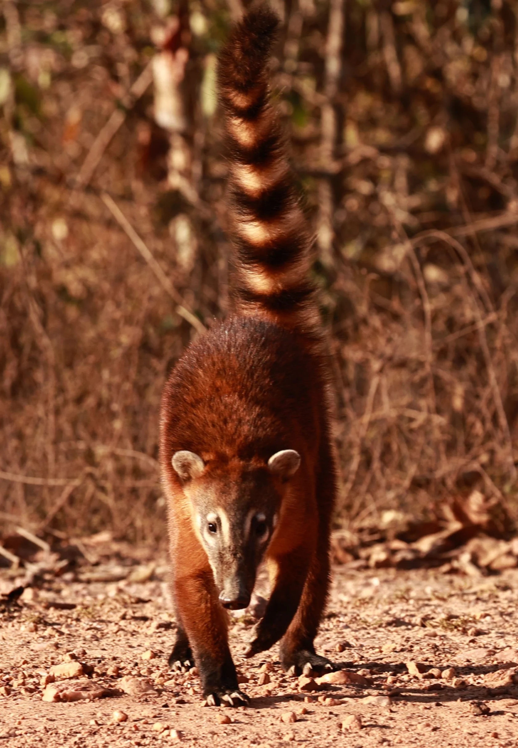 South American Coati (Nasua nasua) — Coke Smith Wildlife