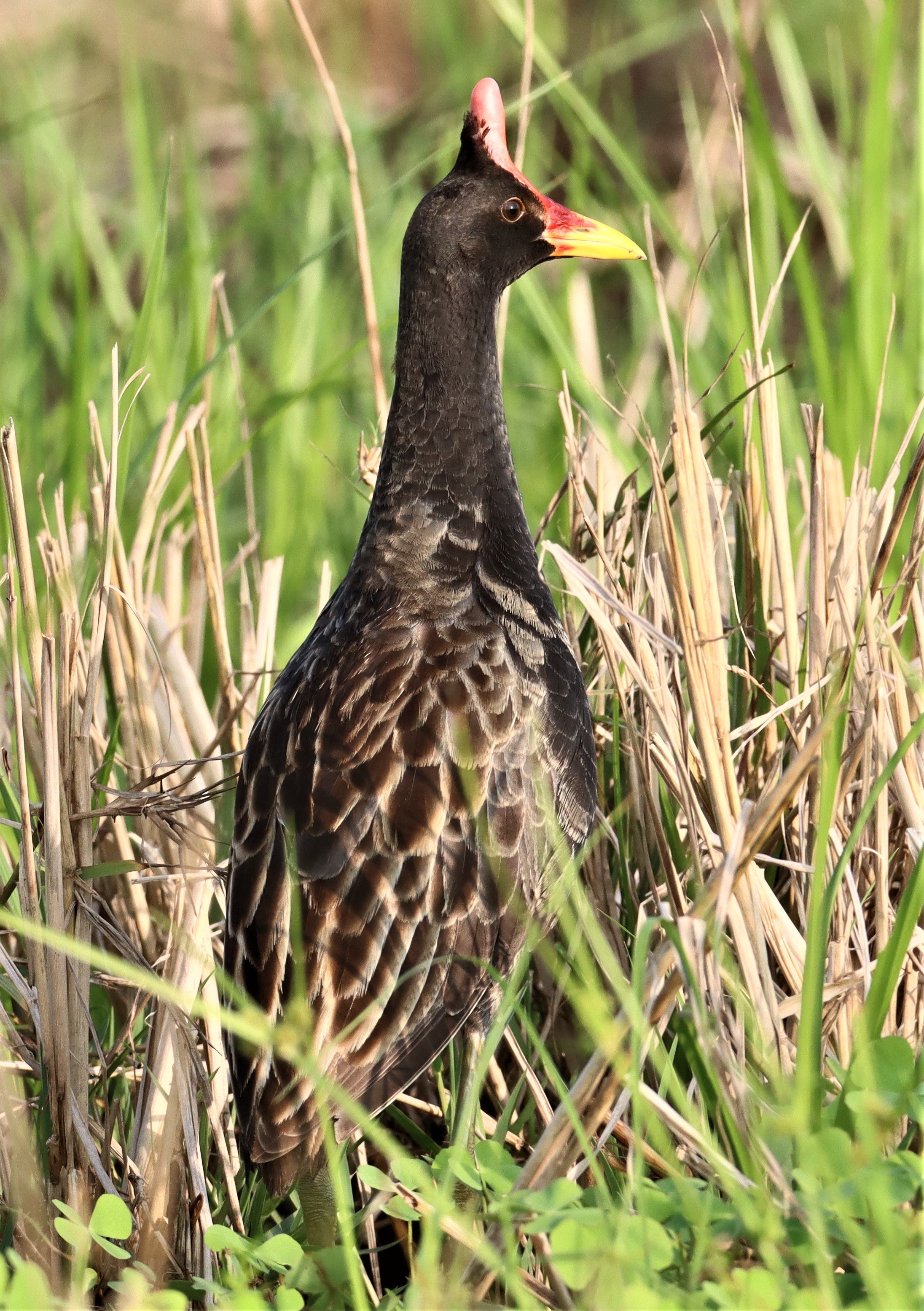 Watercock (Gallicrex cinerea) Thap Yao Rice Fields Lat Krabang Bangkok ...