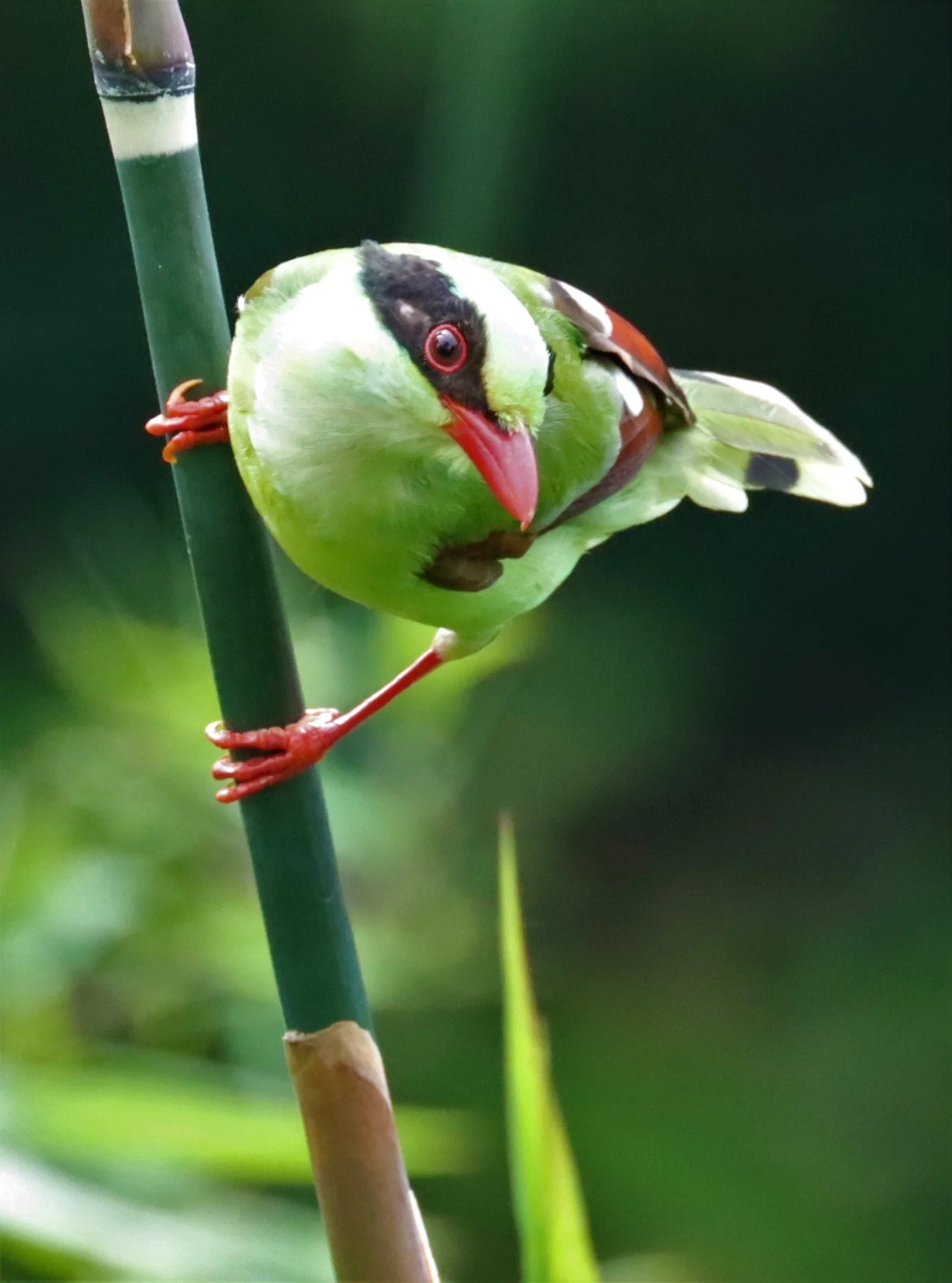 Common Green Magpie (Cissa chinensis) Thailand — Coke Smith Wildlife