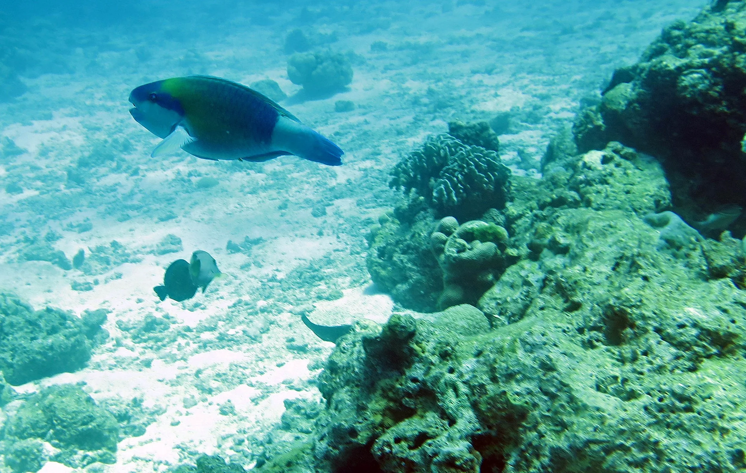 Family Scaridae - Parrotfish — Coke Smith Wildlife