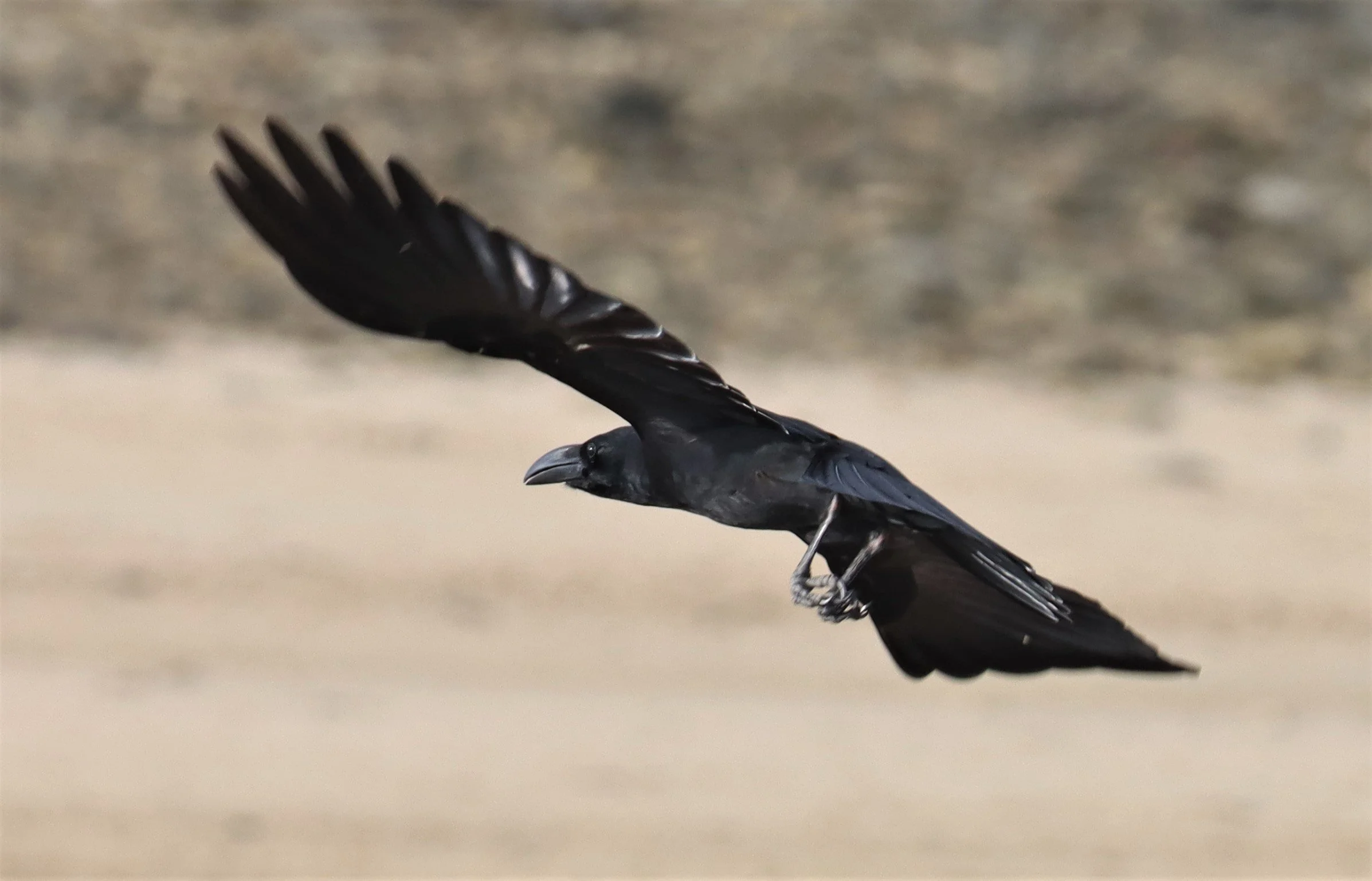 Large-billed Crow (Corvus macrorhynchos) Thailand, China, Japan — Coke ...
