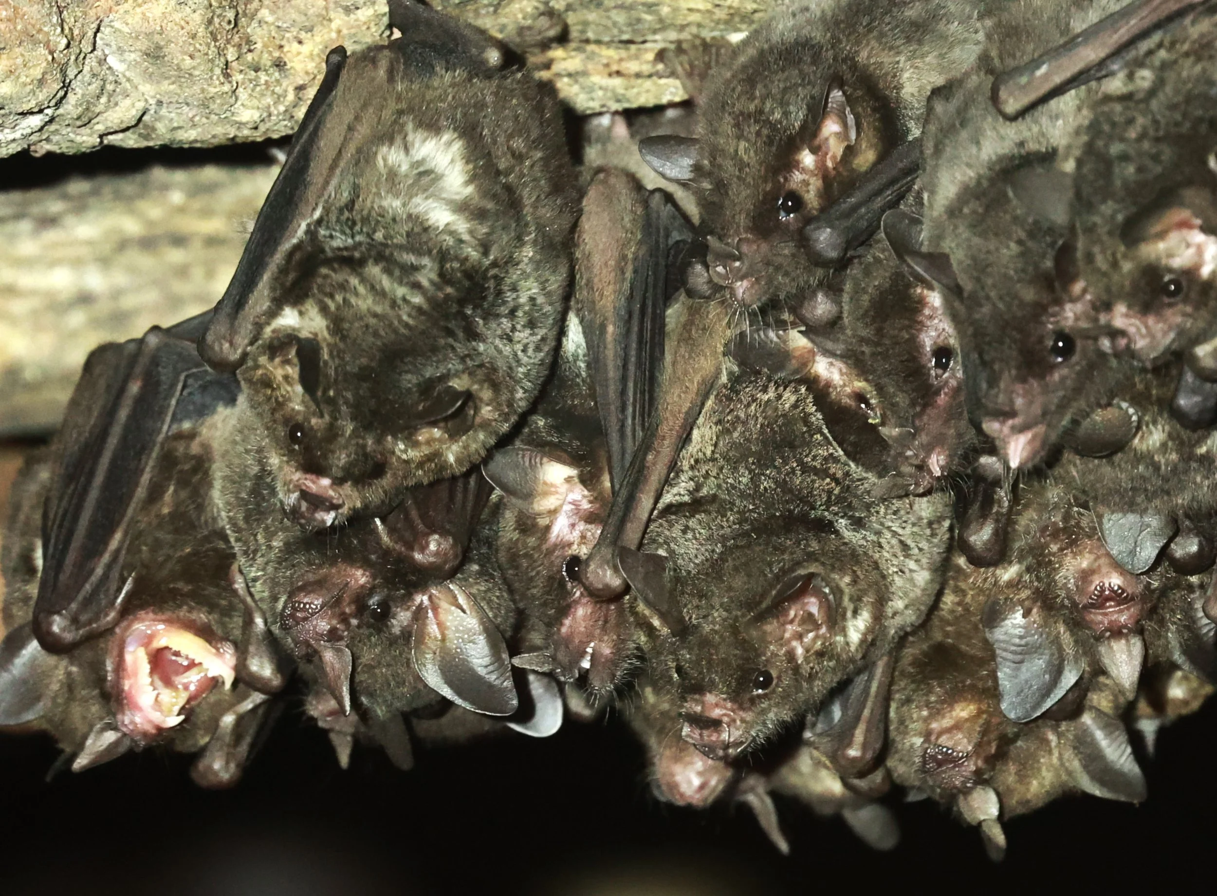 Pallas's Long-tongued Bat (Glossophaga soricina) — Coke Smith Wildlife