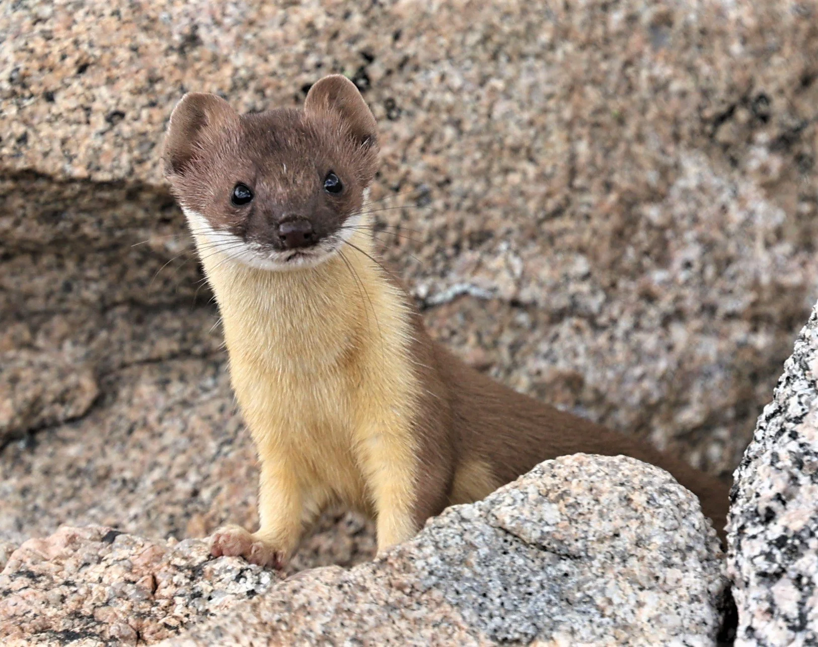 Neogale frenata Long-tailed Weasel — Coke Smith Wildlife
