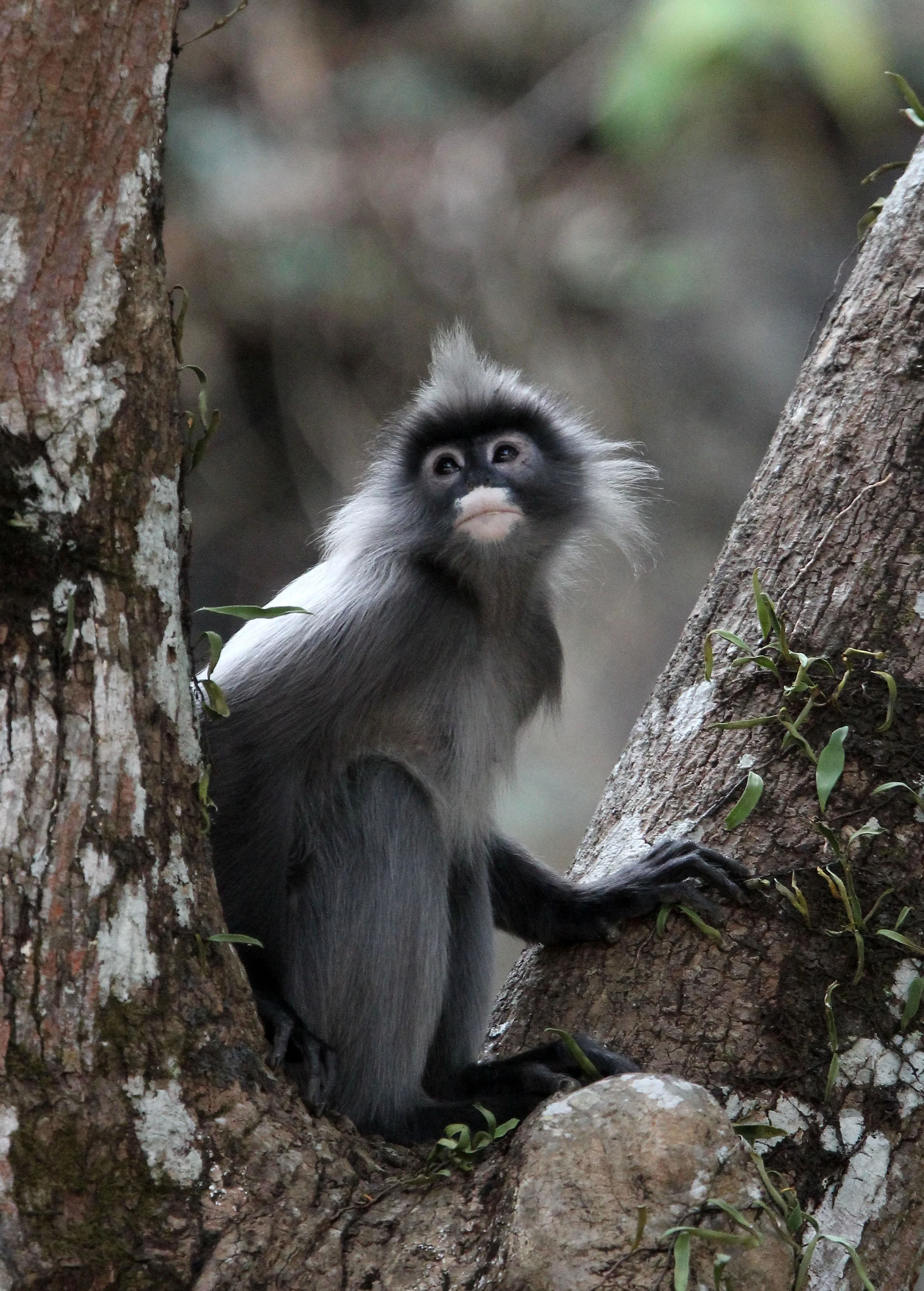 Trachypithecus crepusculus Indochinese Gray Langur — Coke Smith Wildlife