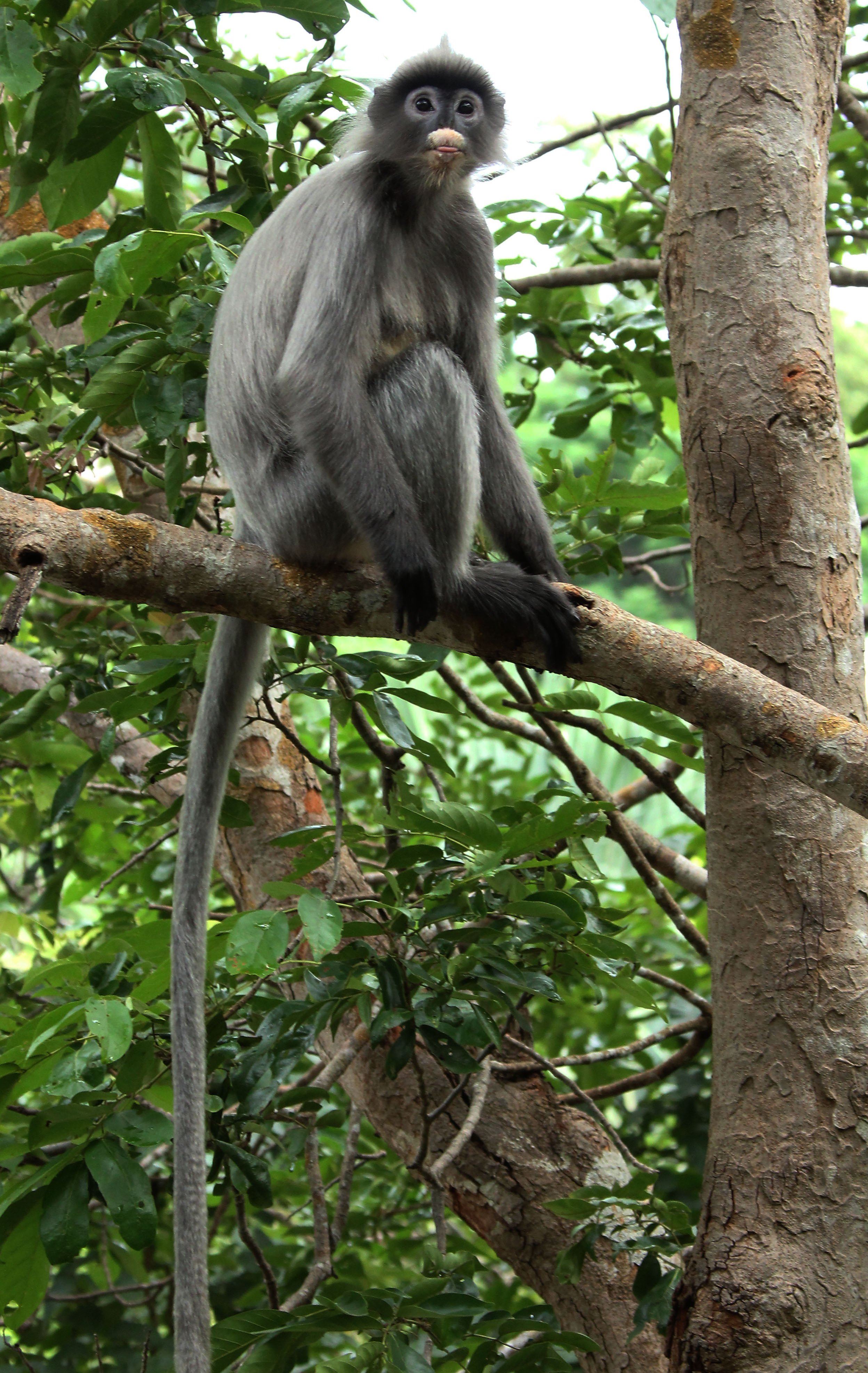 Trachypithecus crepusculus Indochinese Gray Langur — Coke Smith Wildlife