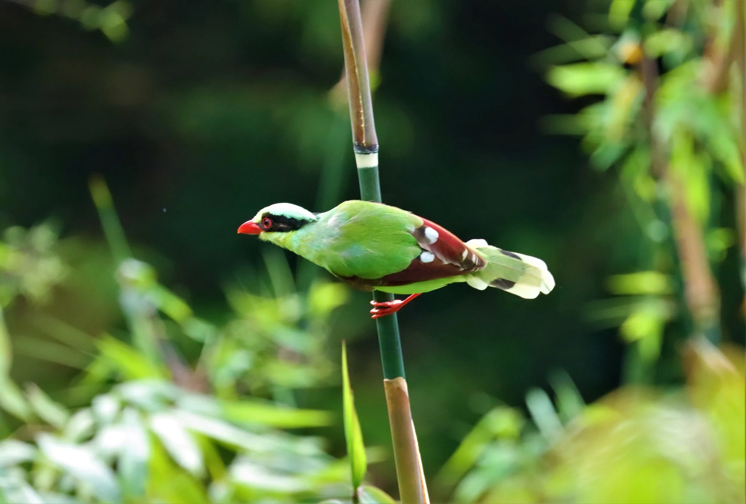 Common Green Magpie (Cissa chinensis) Thailand — Coke Smith Wildlife