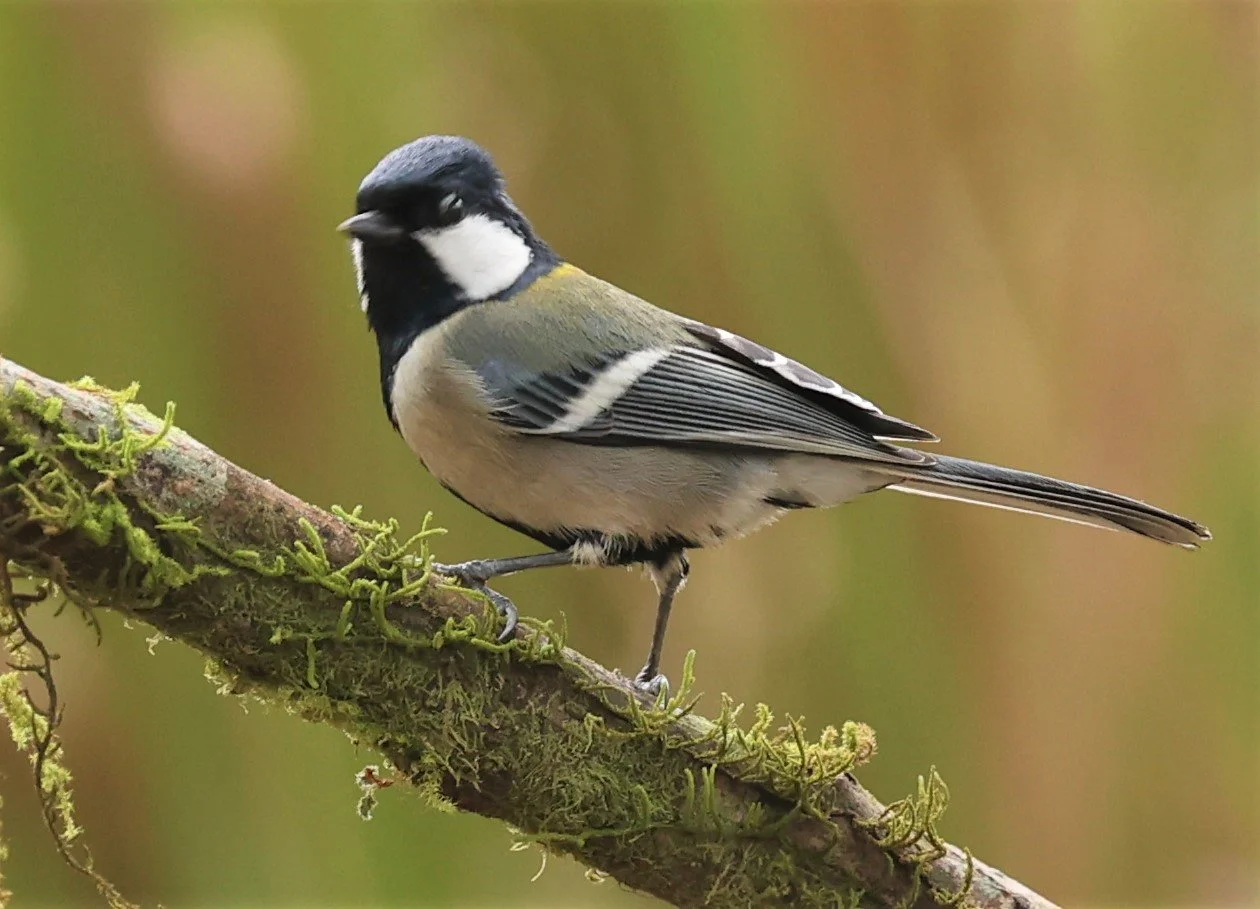 Genus Parus Tits — Coke Smith Wildlife