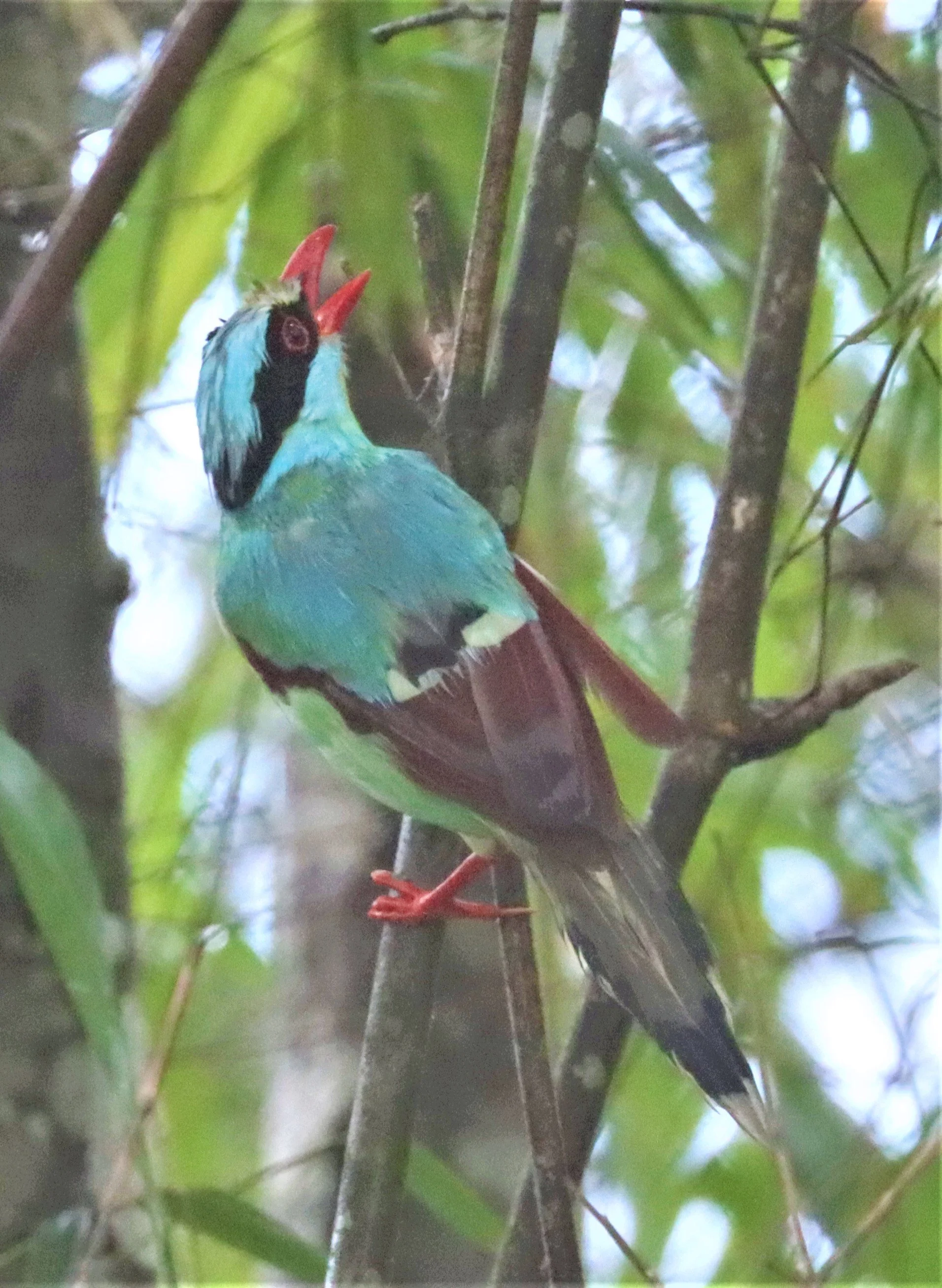 Common Green Magpie (Cissa chinensis) Thailand — Coke Smith Wildlife