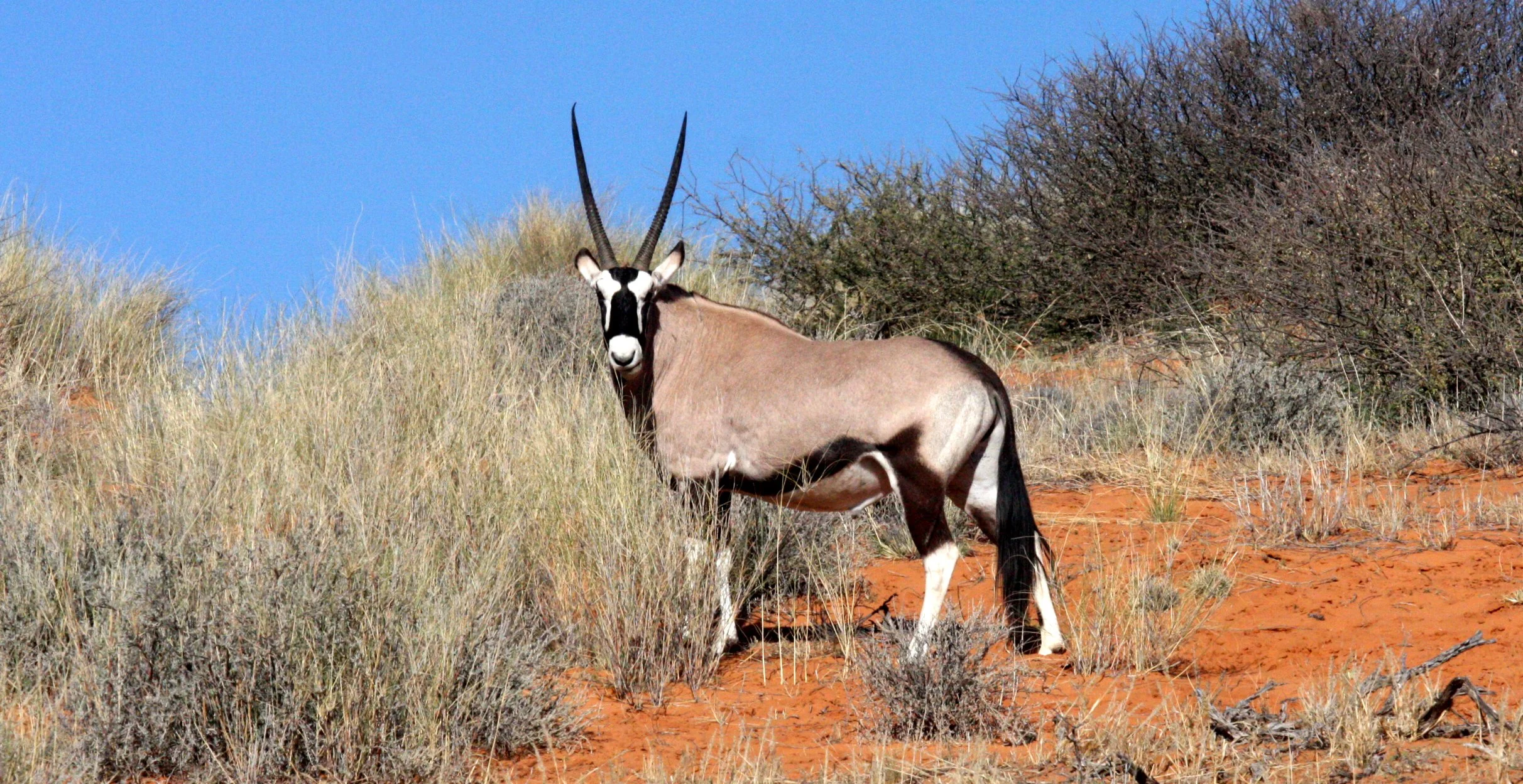Genus Oryx gazella Gemsbok — Coke Smith Wildlife