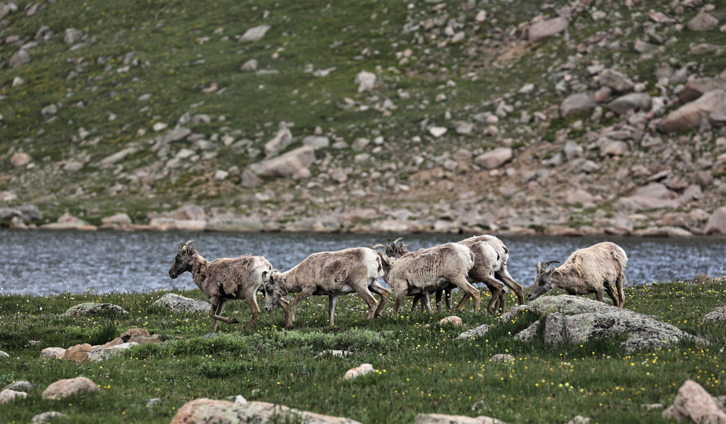 Genus Ovis Bighorn Sheep — Coke Smith Wildlife
