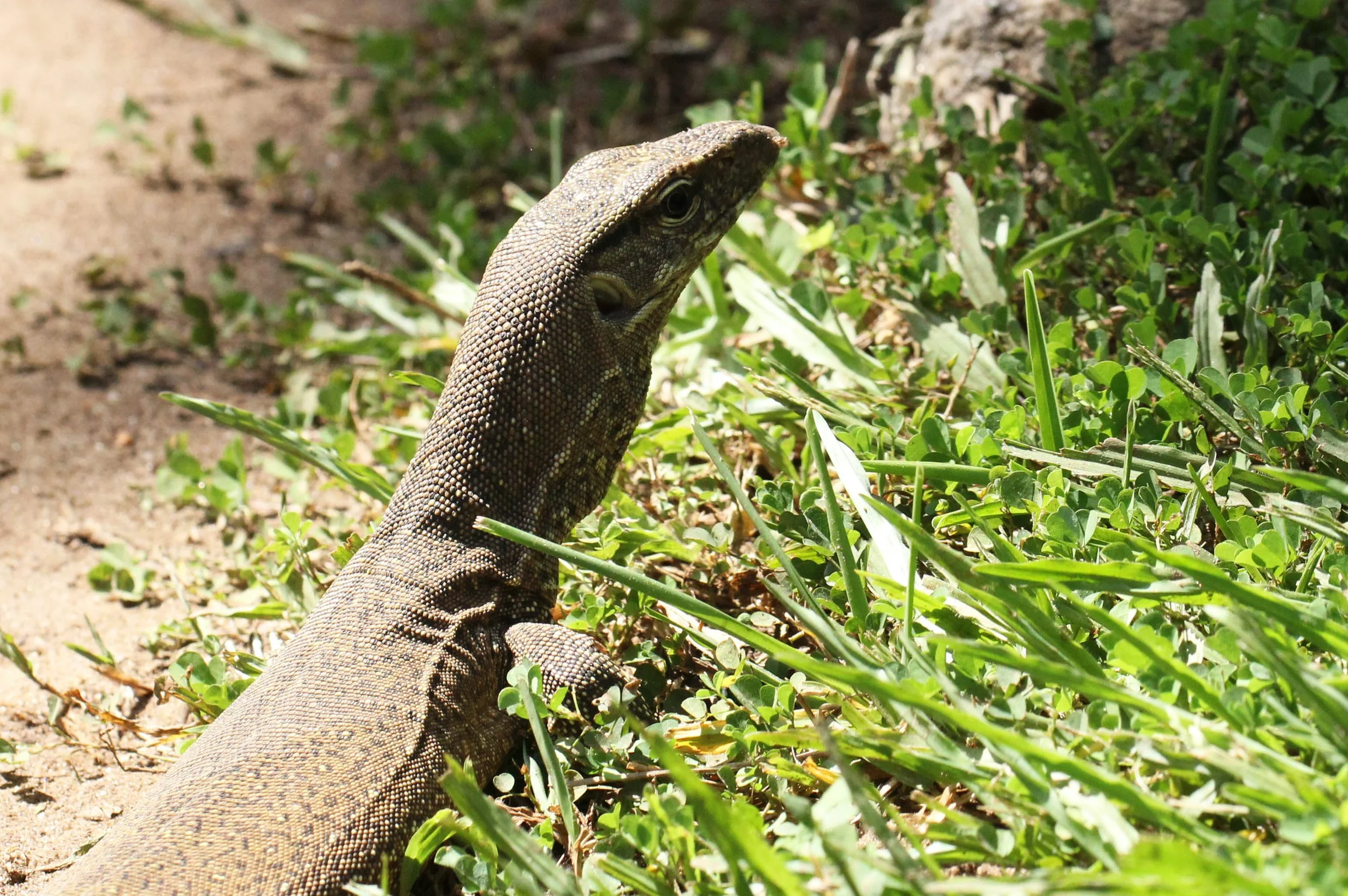 Family Varanidae - Monitor Lizards — Coke Smith Wildlife