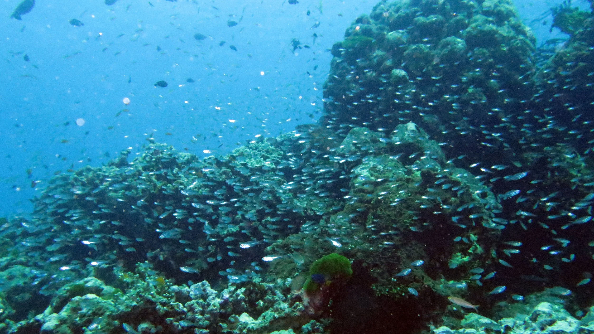 Family Engraulidae (Anchovies) & Shoals of Fry ("Glassfish") — Coke ...