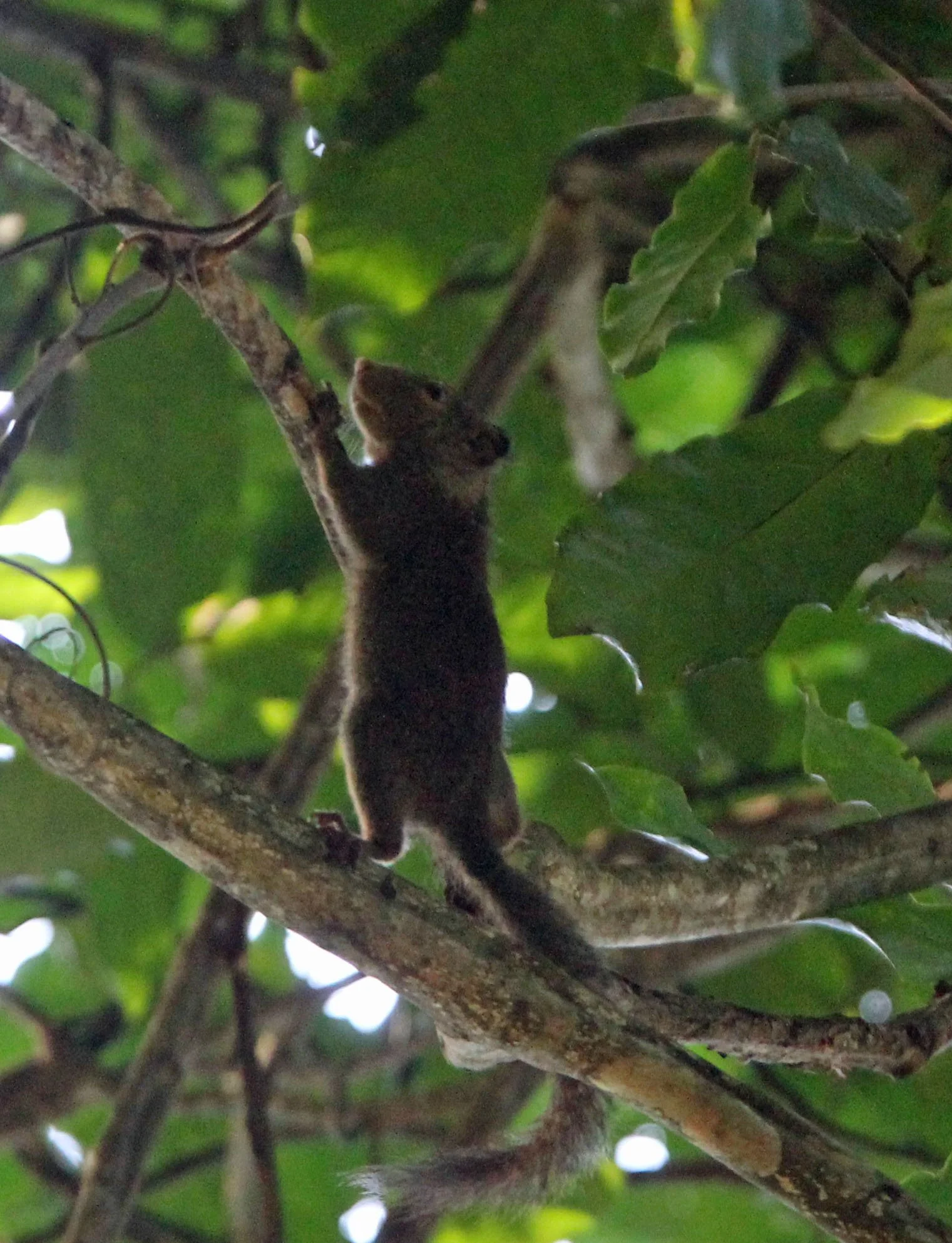 Genus Prosciurillus - Dwarf Squirrels — Coke Smith Wildlife