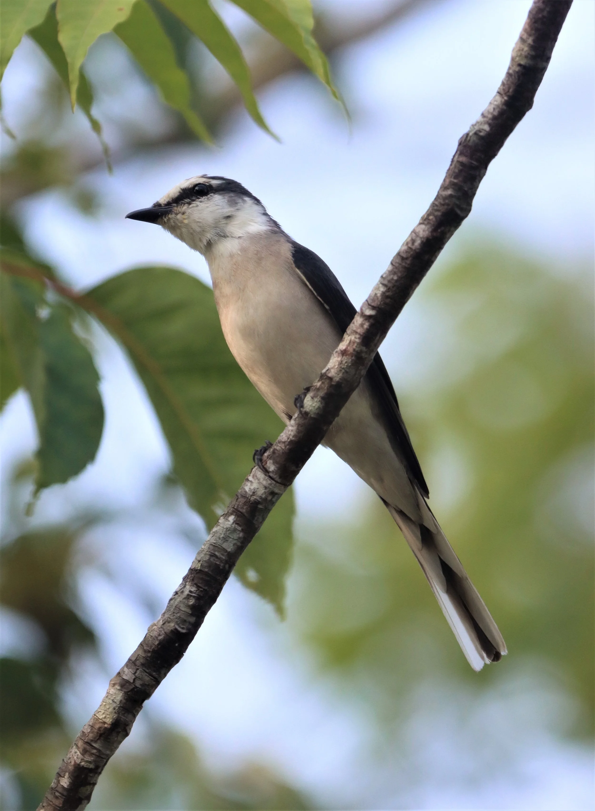 Swinhoe's (Brown-rumped) Minivet (Pericrocotus cantonensis) Krung Ching ...