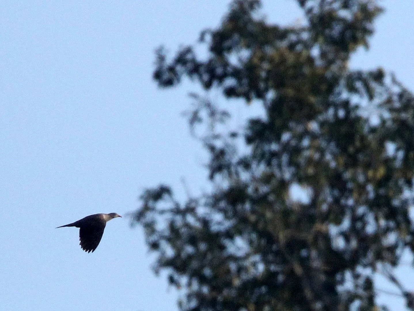 Genus Ducula Imperial Pigeons — Coke Smith Wildlife