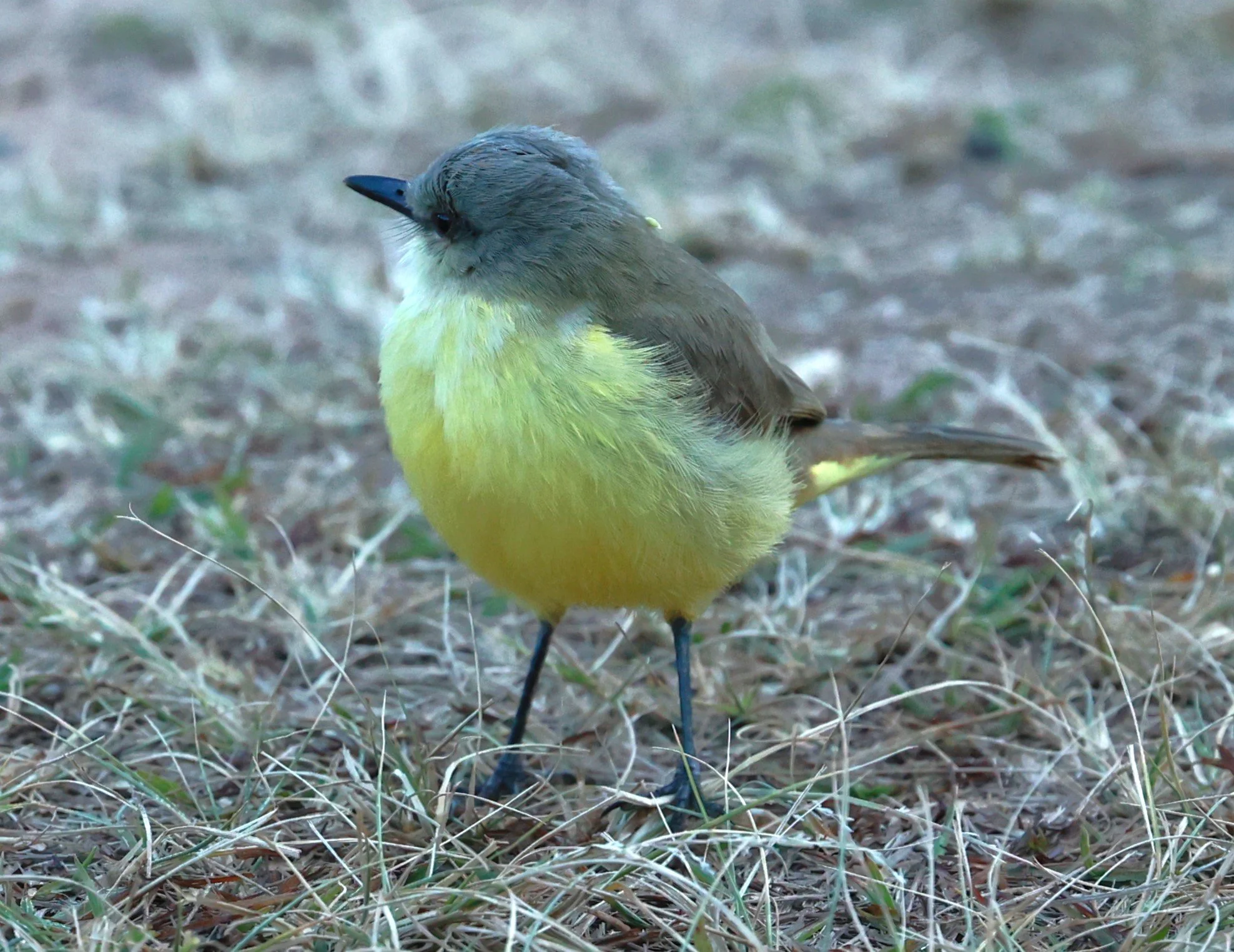 Birds of Caracas Seminary and Biological Reserve, Minas Gerais Brazil ...