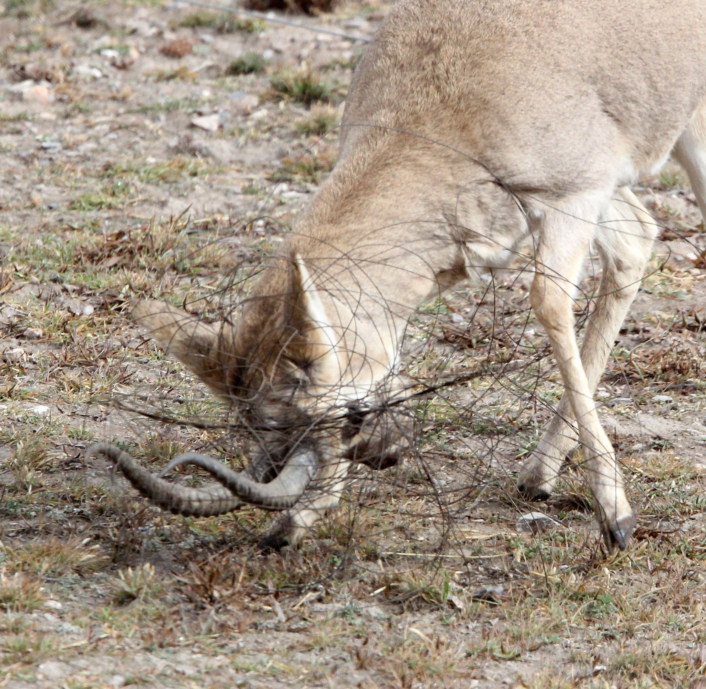 Procapra picticaudata Tibetan Gazelle — Coke Smith Wildlife