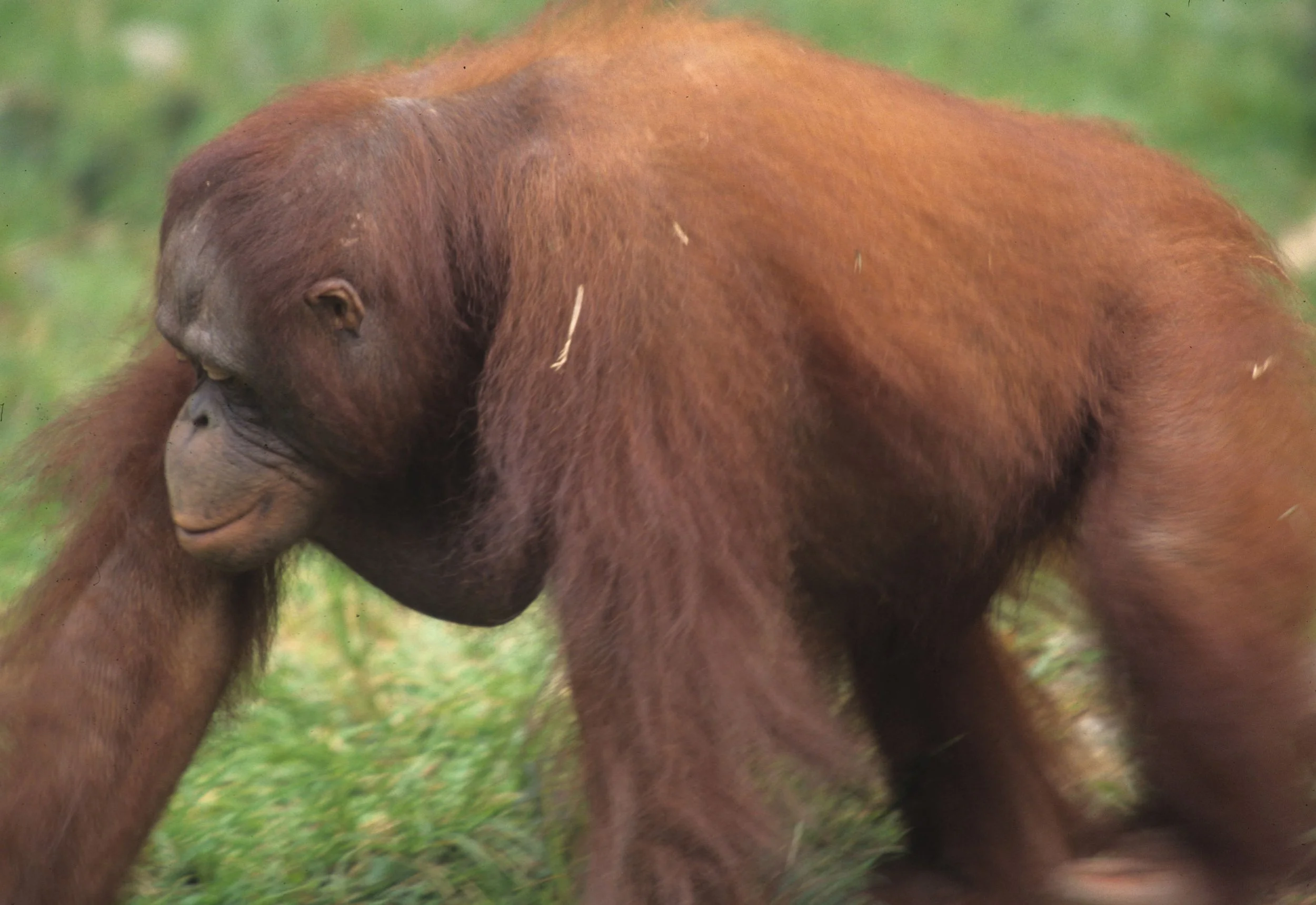 Pongo abelii Sumatran Orangutan — Coke Smith Wildlife