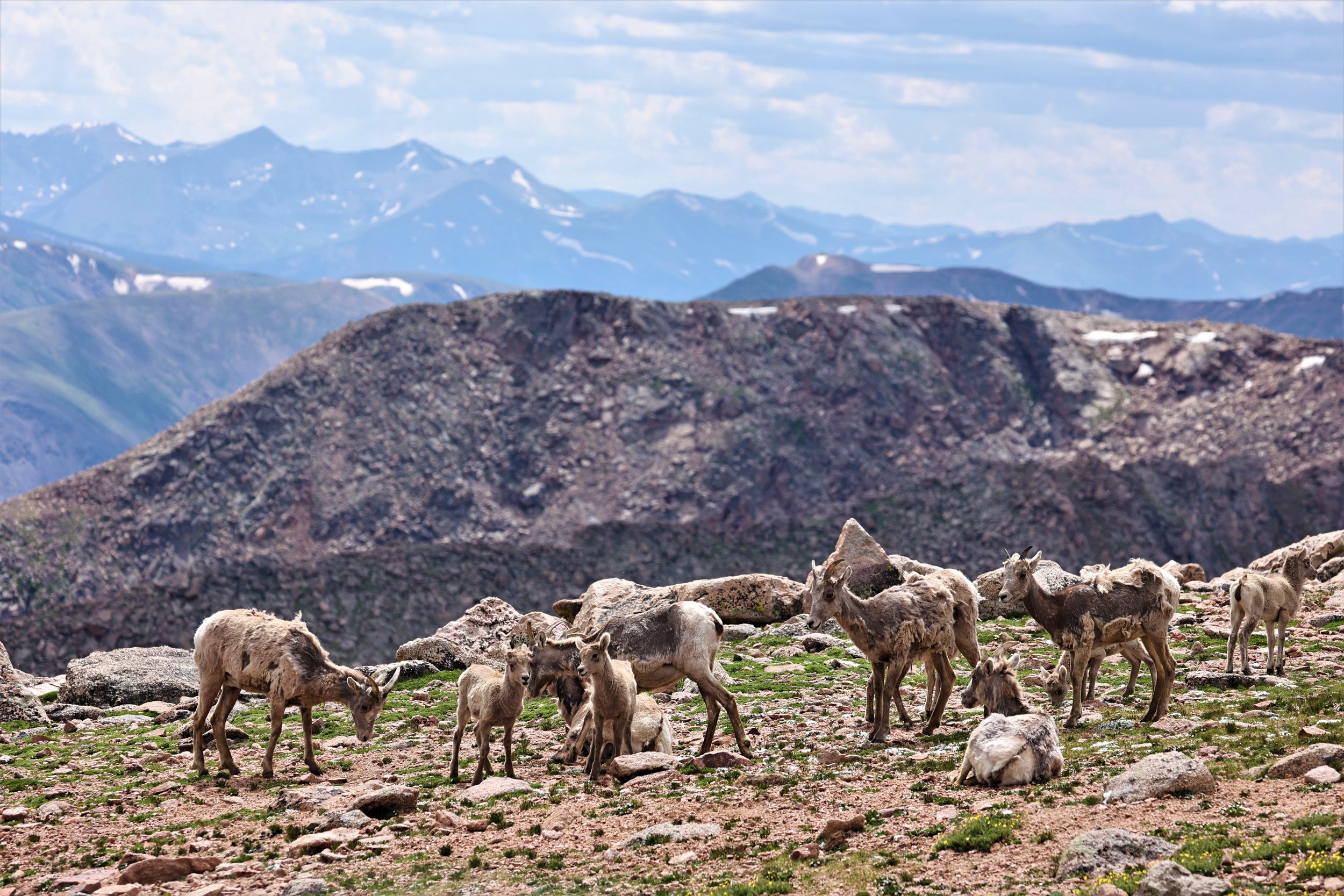Genus Ovis Bighorn Sheep — Coke Smith Wildlife