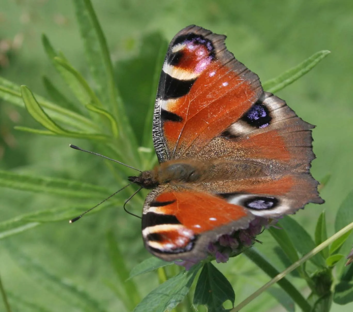 Family Nymphalidae - Brush-footed Butterflies — Coke Smith Wildlife