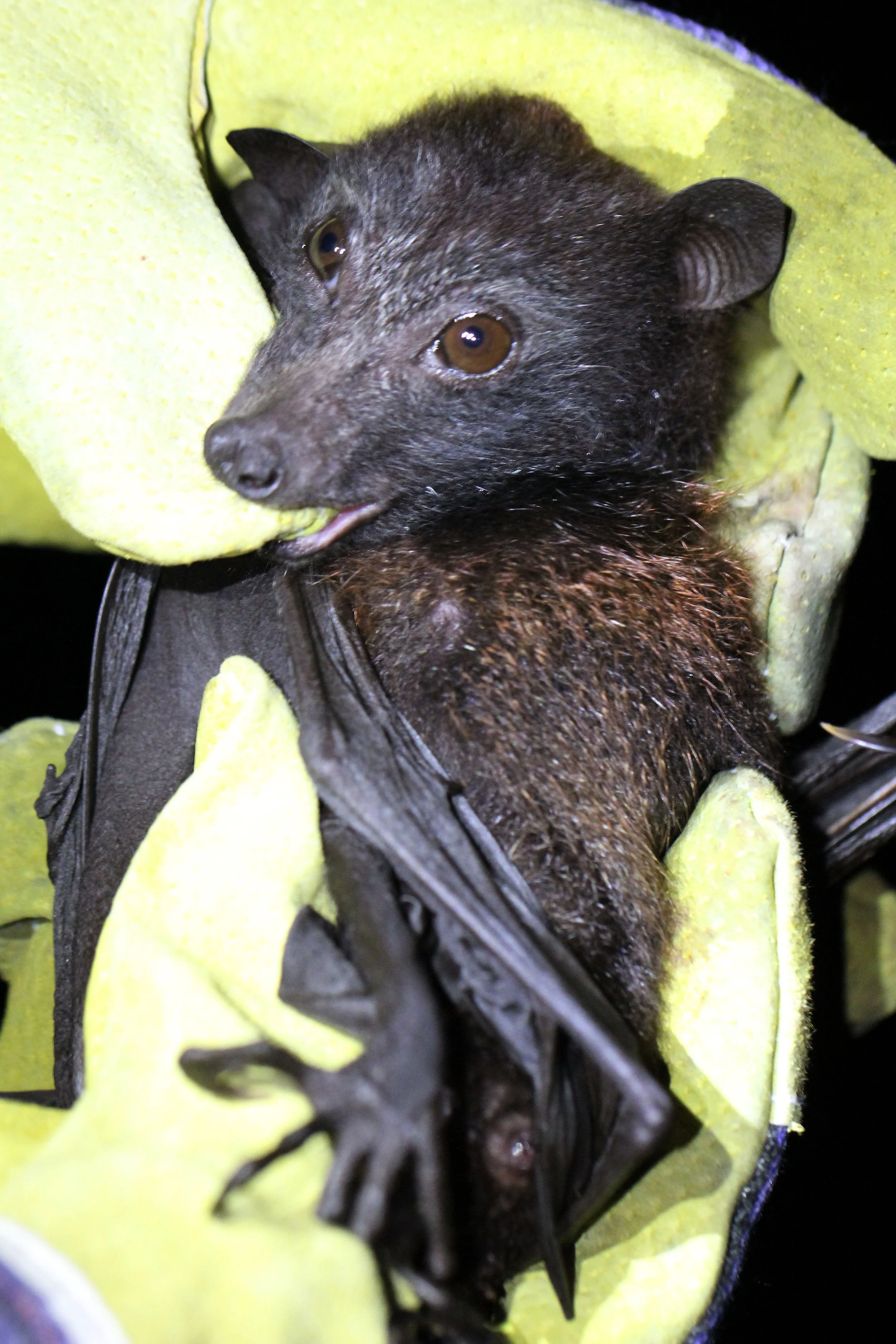 Pteropus hypomelanus - Island Flying Fox — Coke Smith Wildlife