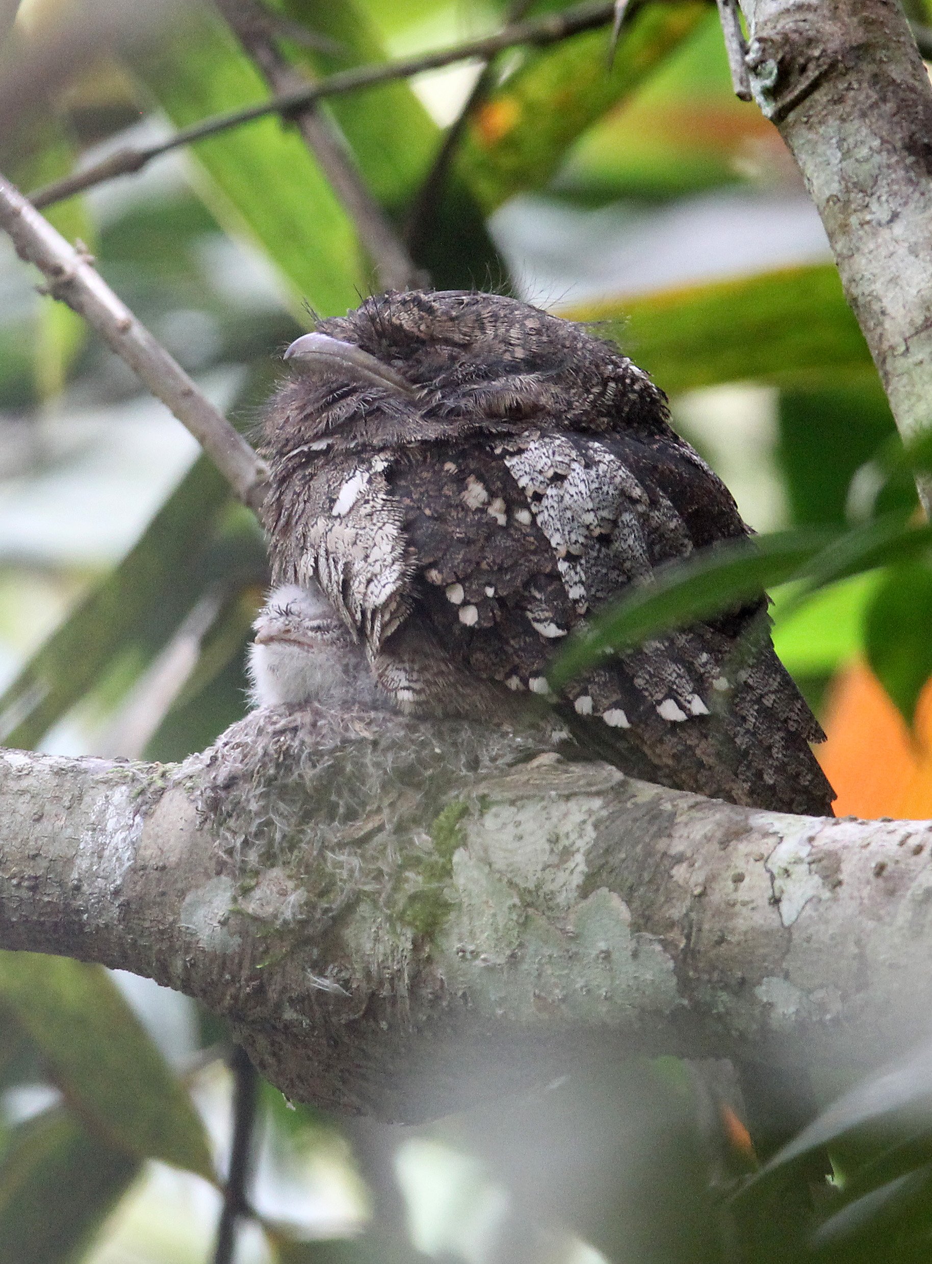 Sri Lanka frogmouth (Batrachostomus moniliger) Sri Lanka — Coke Smith ...