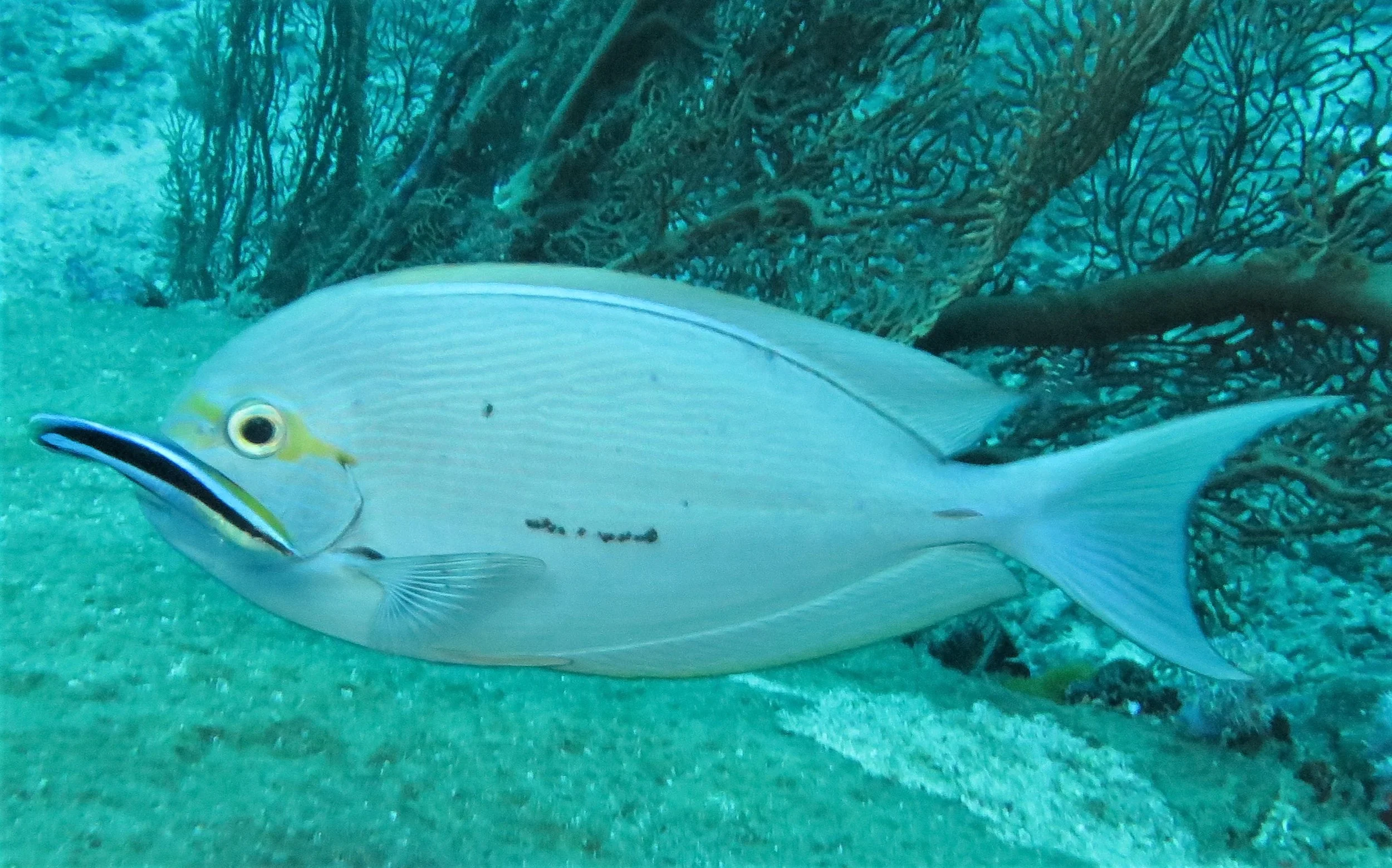 Family Acanthruidae - Surgeonfish, Tang & Unicornfish — Coke Smith Wildlife