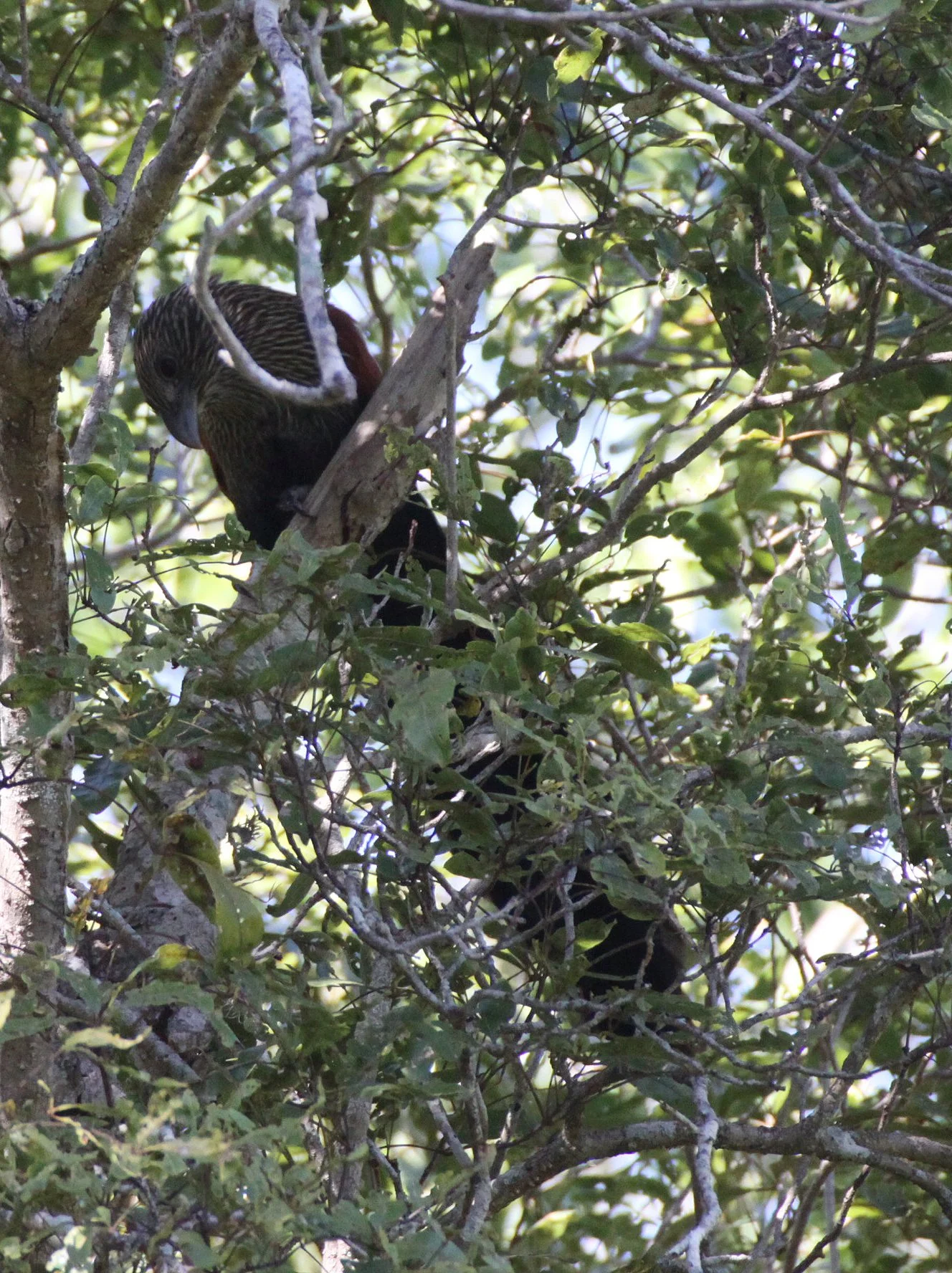 Genus Centropus Coucals — Coke Smith Wildlife