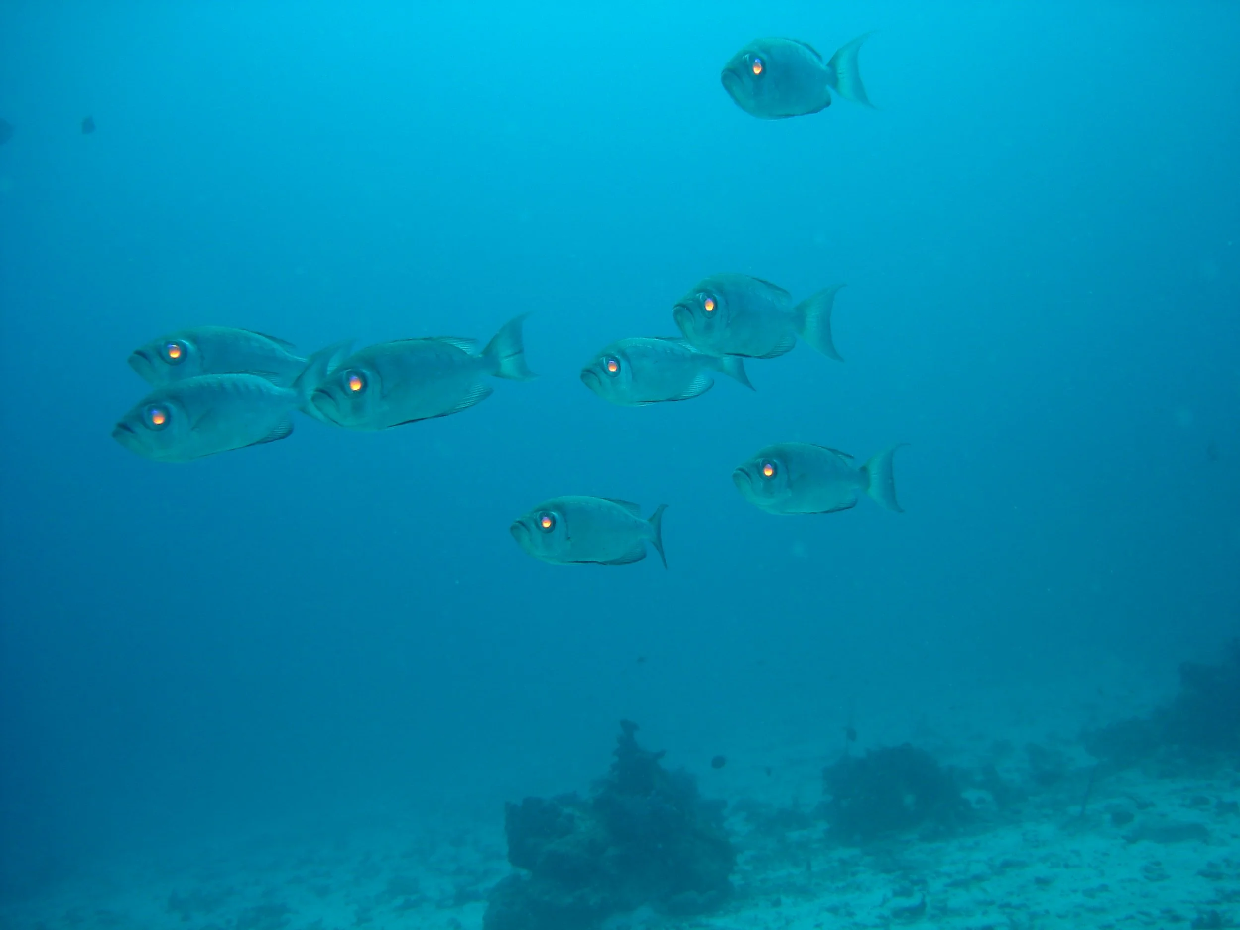 Family Priacanthidae - Bigeyes — Coke Smith Wildlife