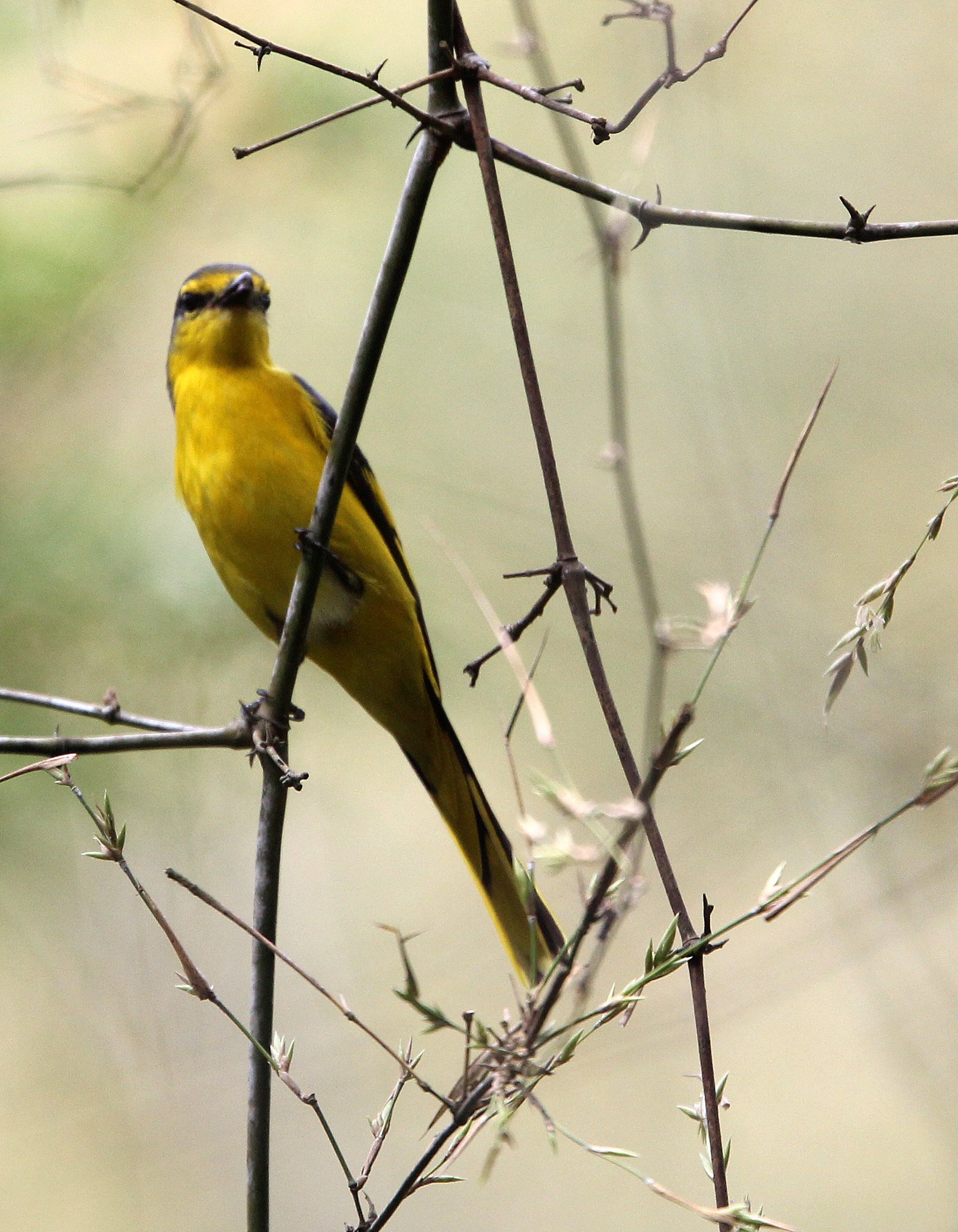 Orange Minivet (Pericrocotus flammeus) Kitulgala National Forest ...