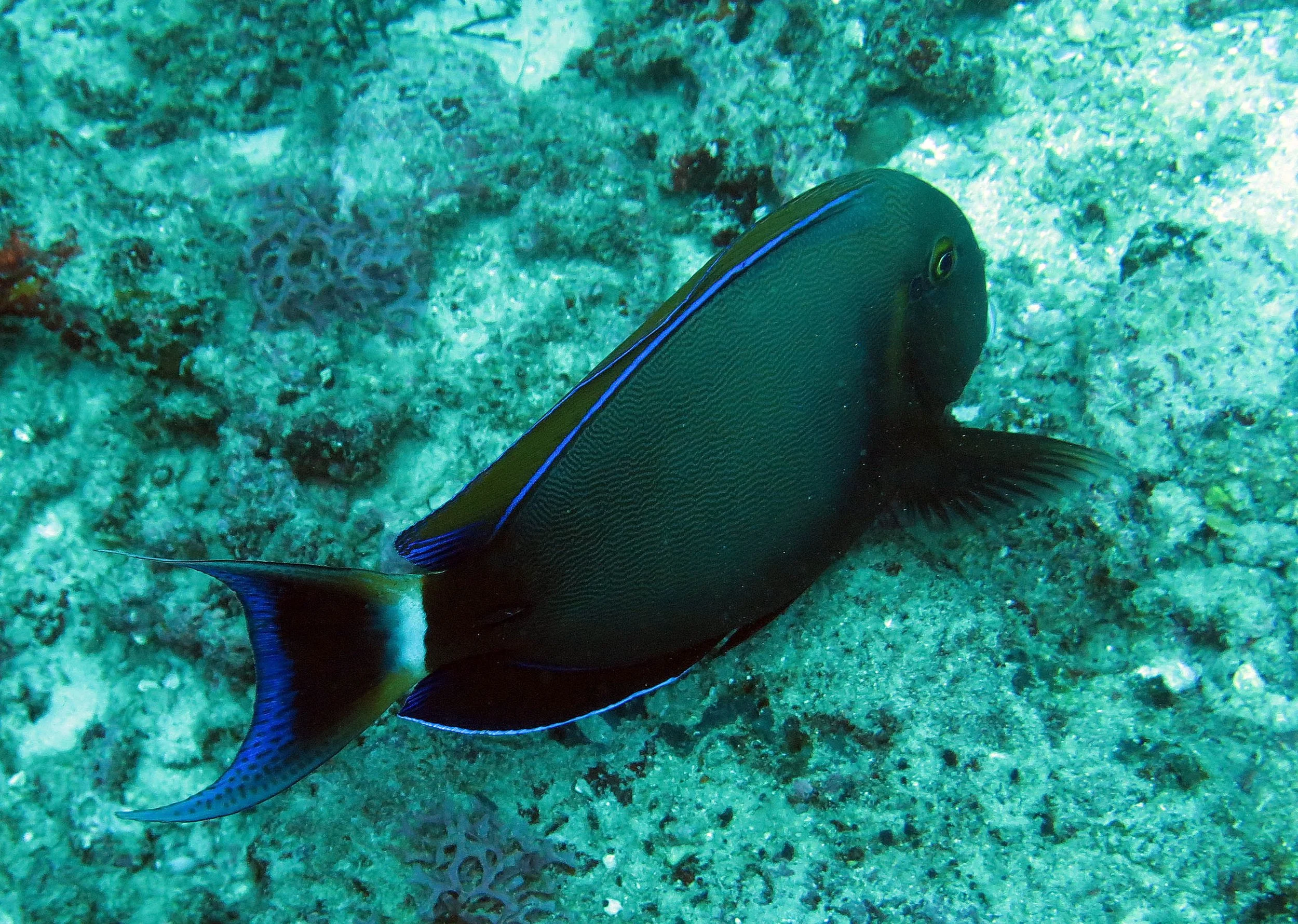 Family Acanthruidae - Surgeonfish, Tang & Unicornfish — Coke Smith Wildlife