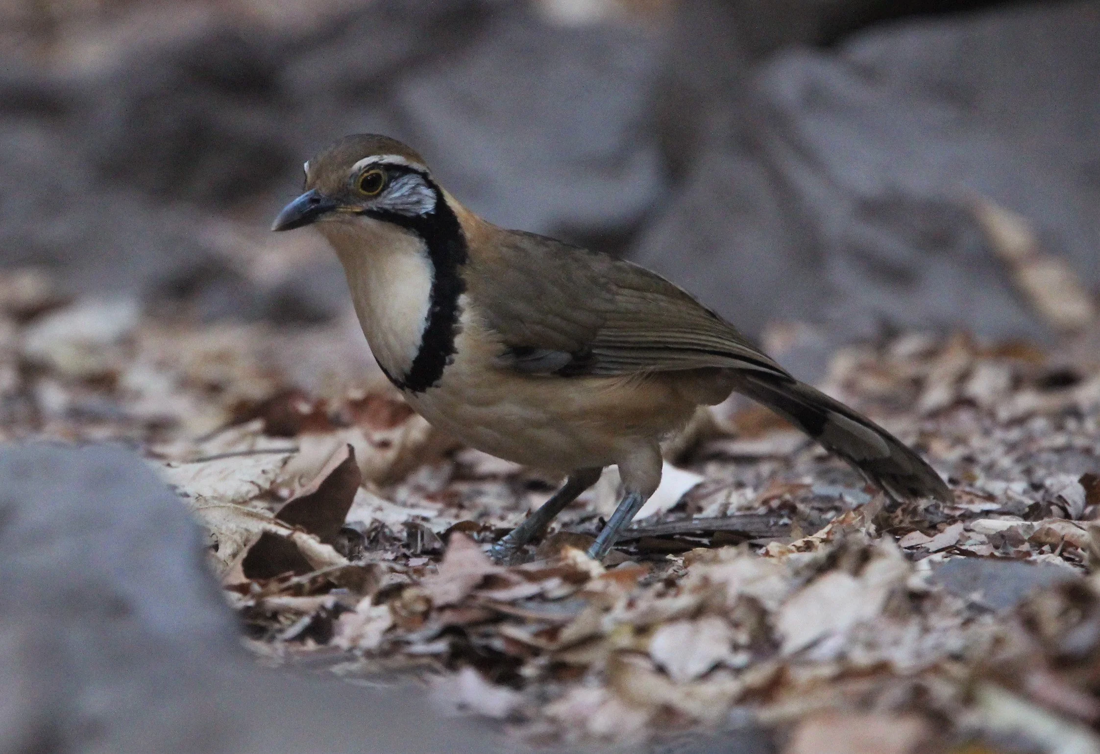 Greater Necklaced Laughingthrush (Pterorhinus pectoralis) — Coke Smith ...