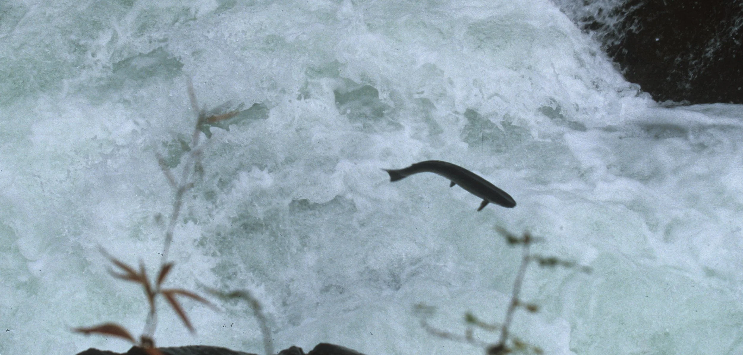 Family Salmonidae - The Salmonids — Coke Smith Wildlife
