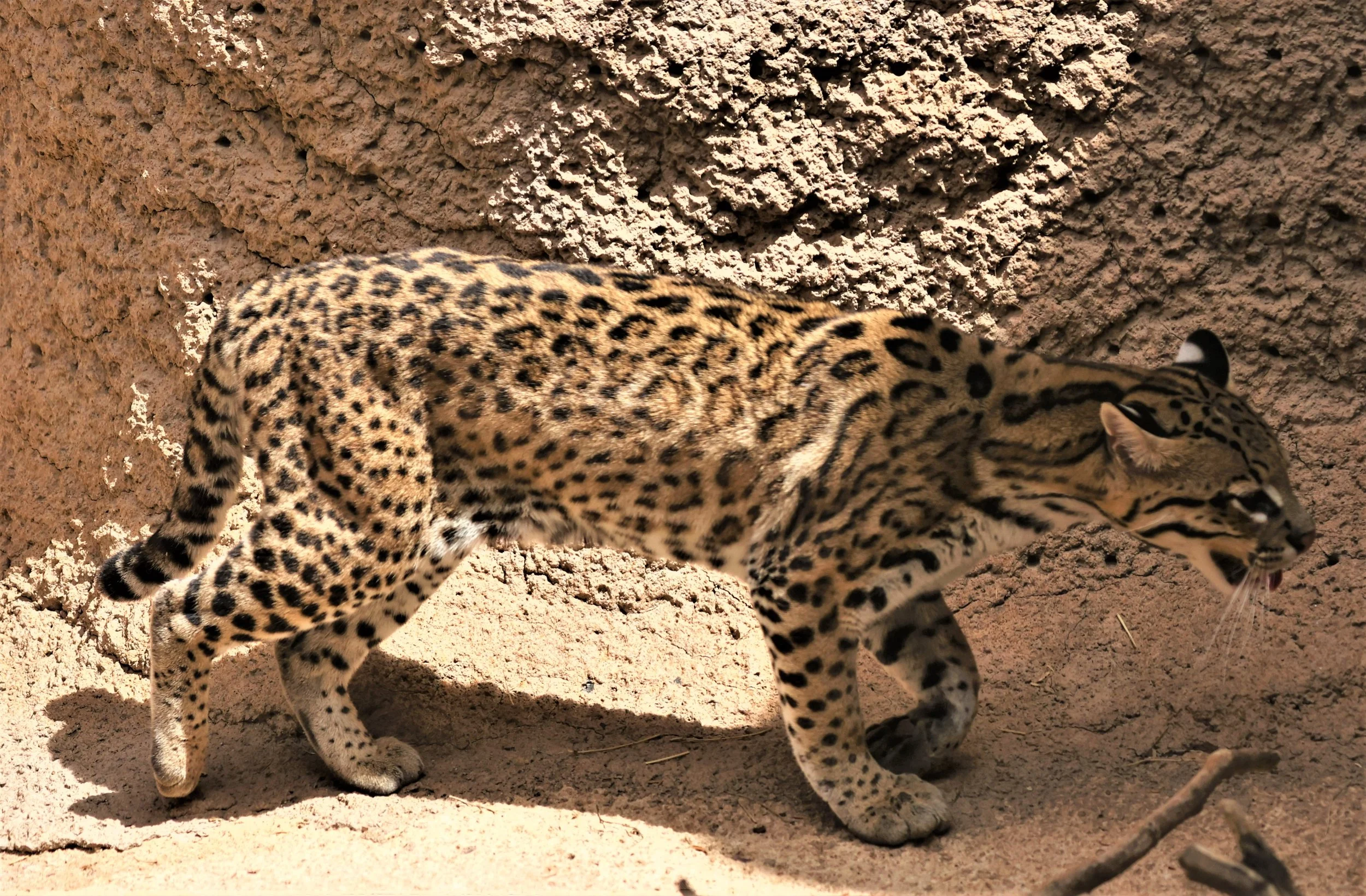 Genus Leopardus Ocelots & Margay — Coke Smith Wildlife
