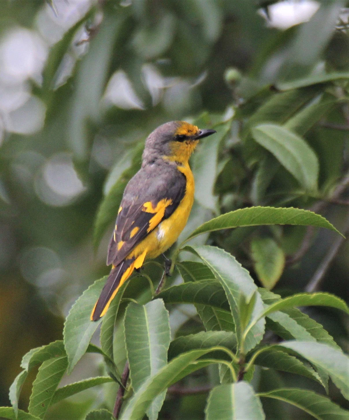 Scarlet Minivet (Pericrocotus speciosus) Doi Phu Kha Nan Province ...
