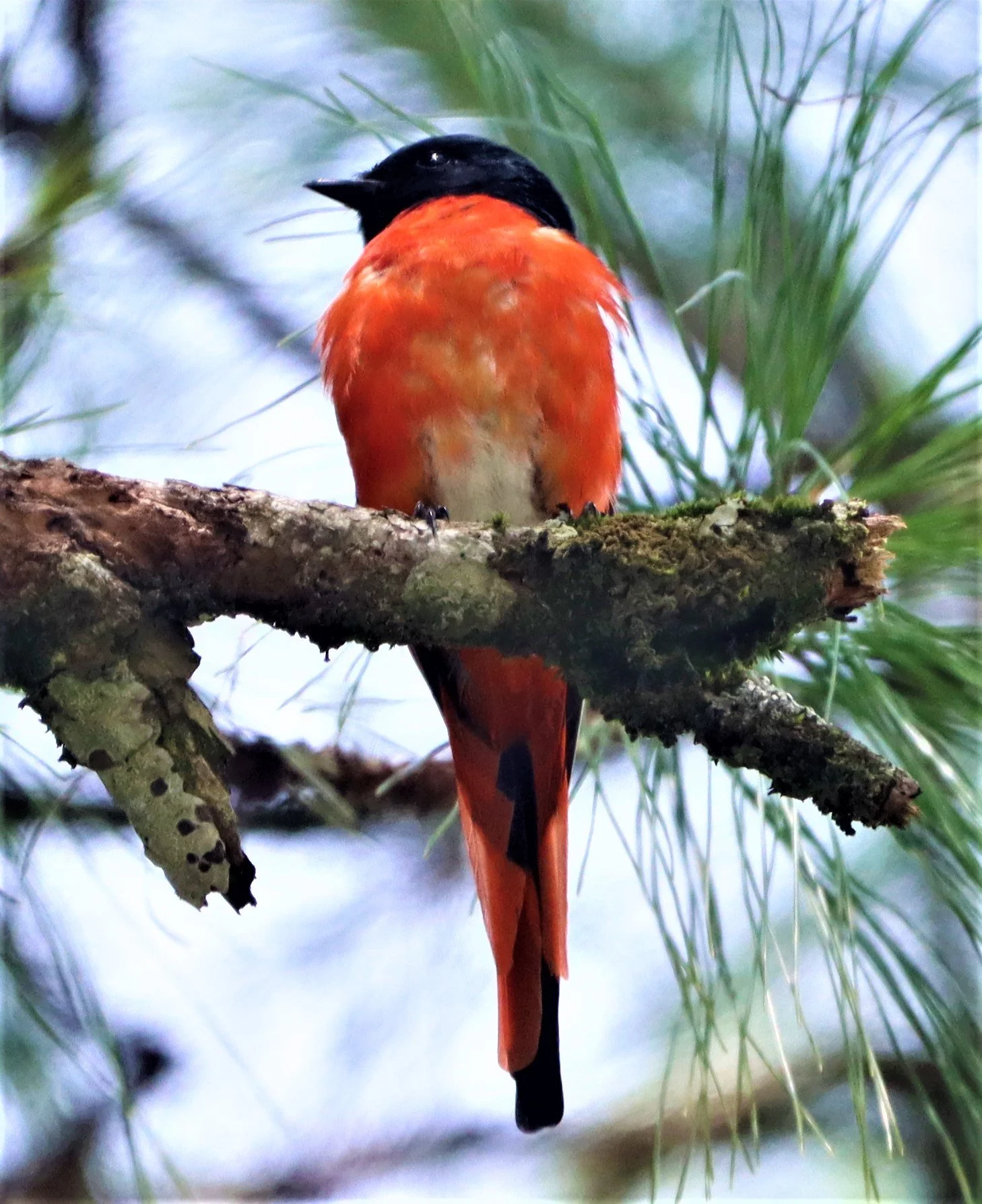 Short-billed Minivet (Pericrocotus brevirostris) Doi Ang Kang Chiang ...