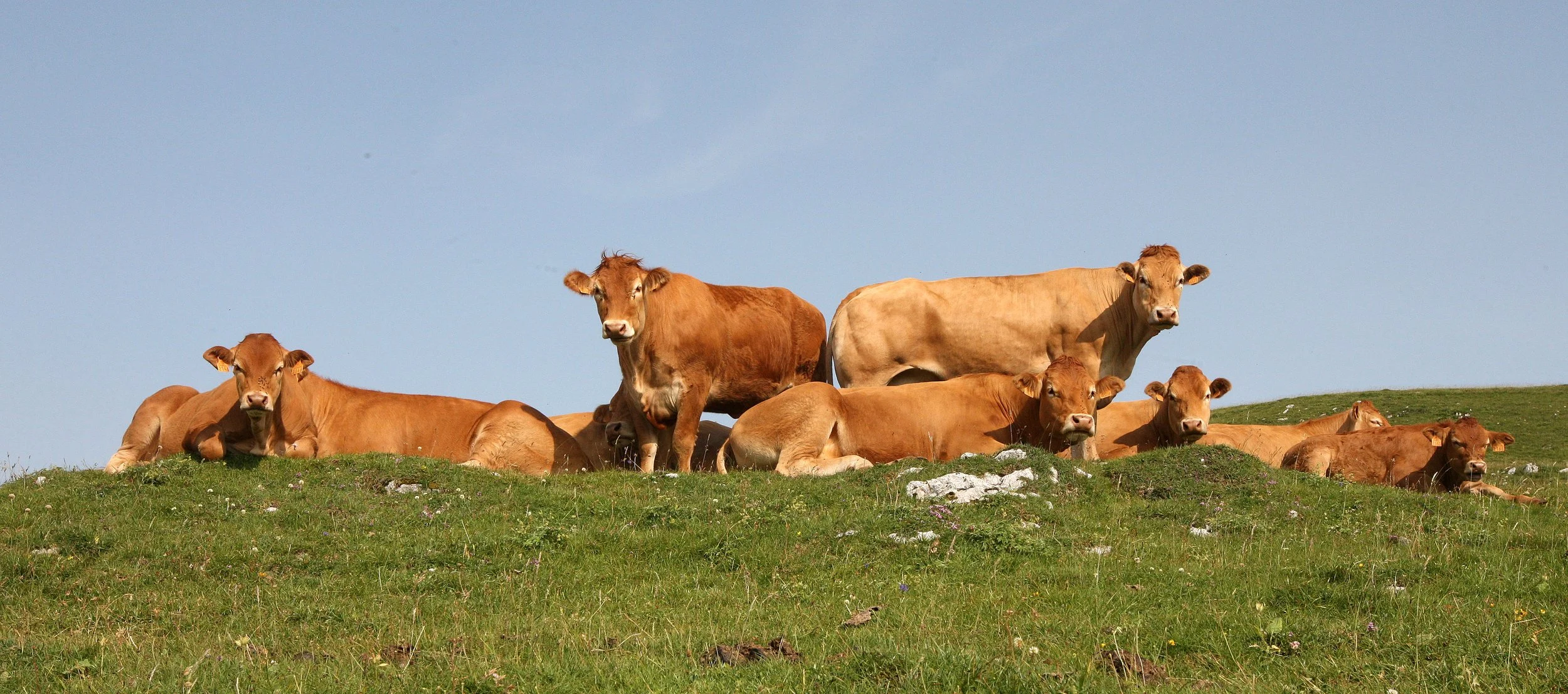 Bos taurus Domestic Cattle — Coke Smith Wildlife