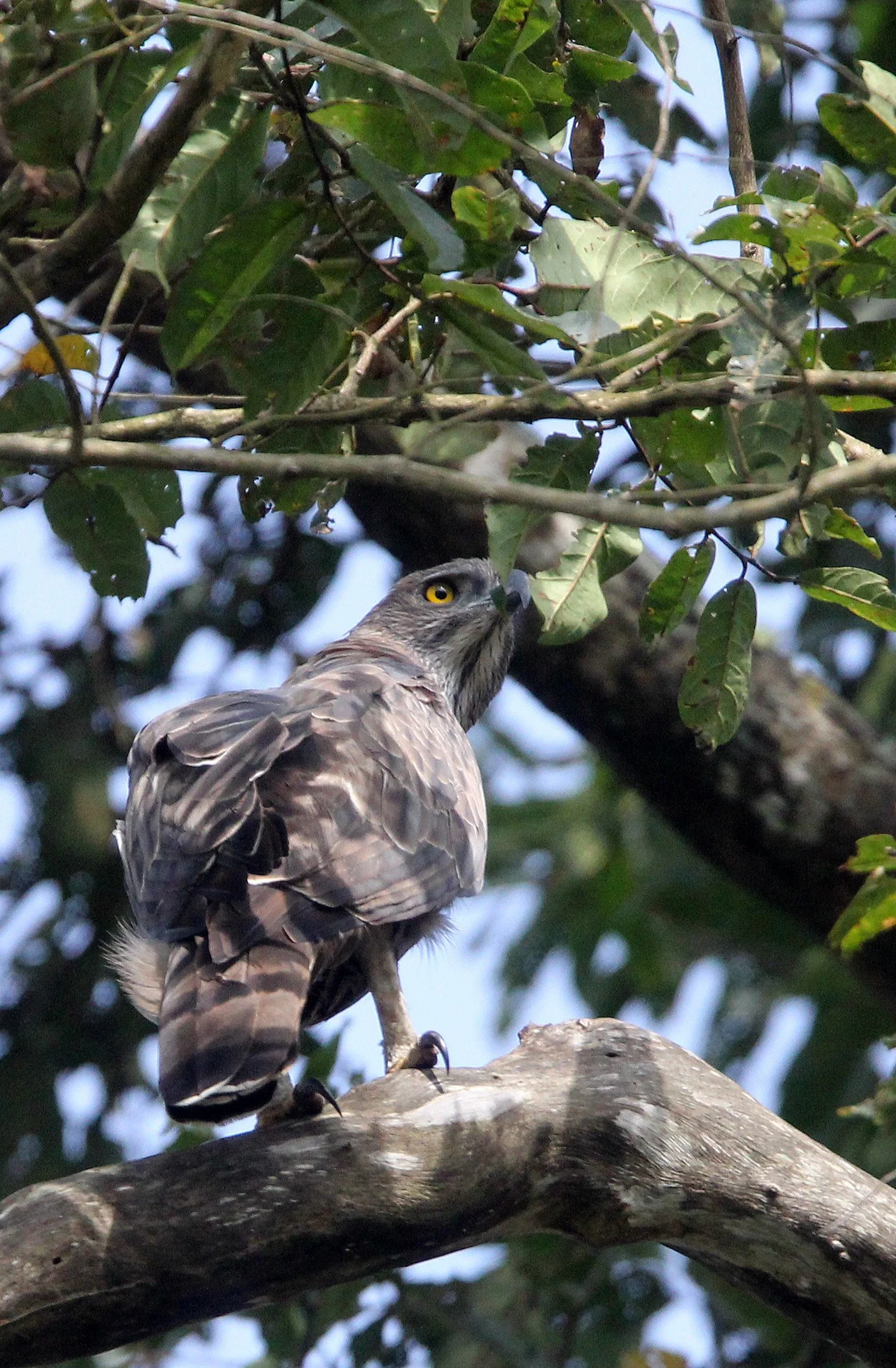 Changeable Hawk Eagle (Nisaetus cirrhatus) — Coke Smith Wildlife