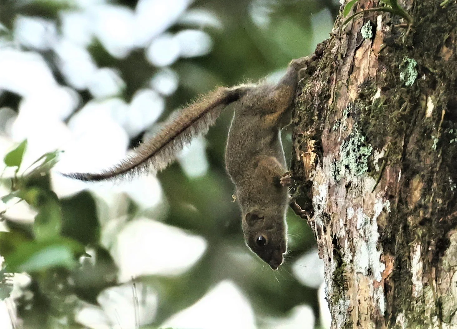 Genus Sundasciurus Slender & Low's Squirrels — Coke Smith Wildlife