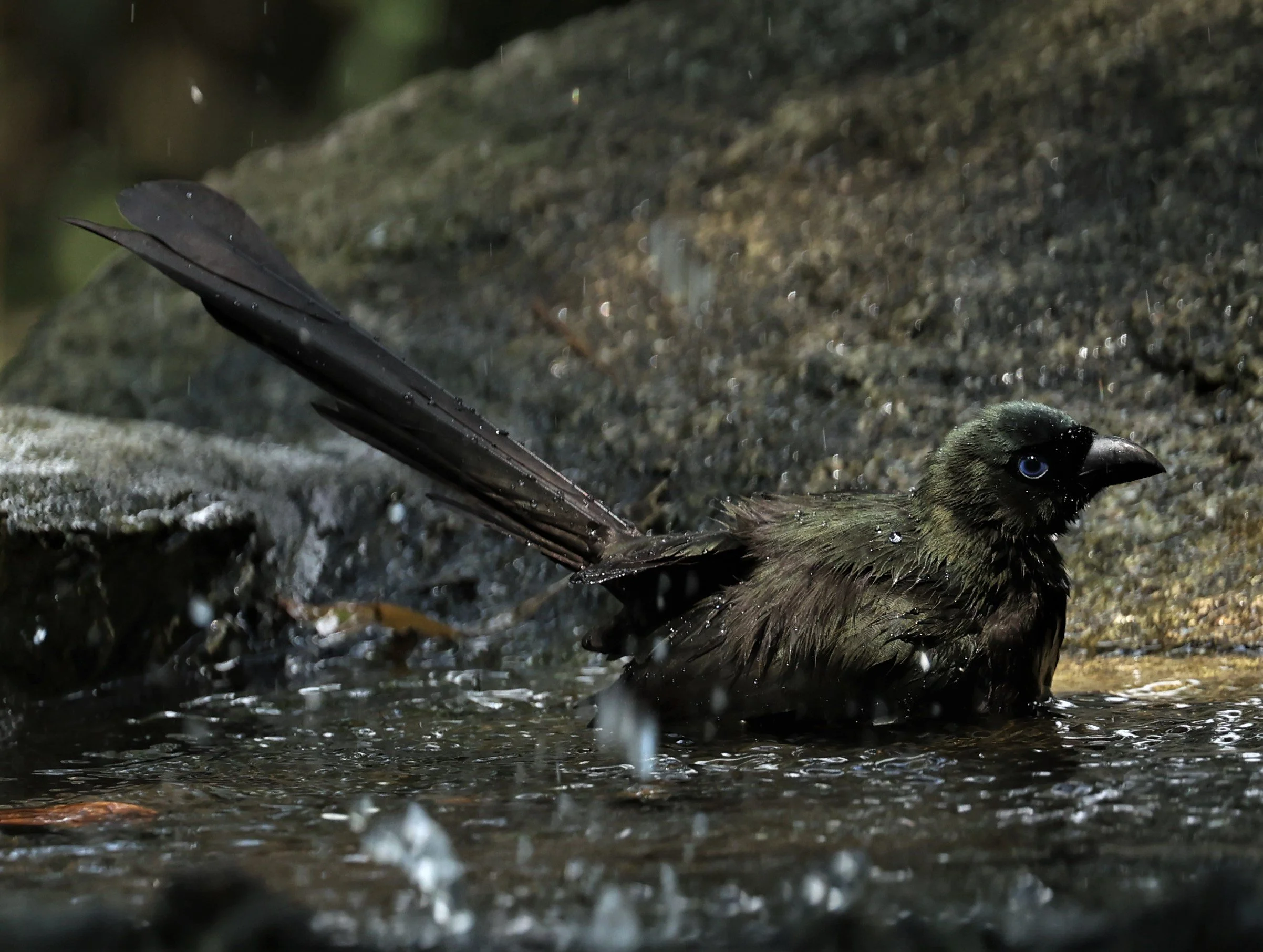 Racket-tailed Treepie (Crypsirina temia) Thailand — Coke Smith Wildlife